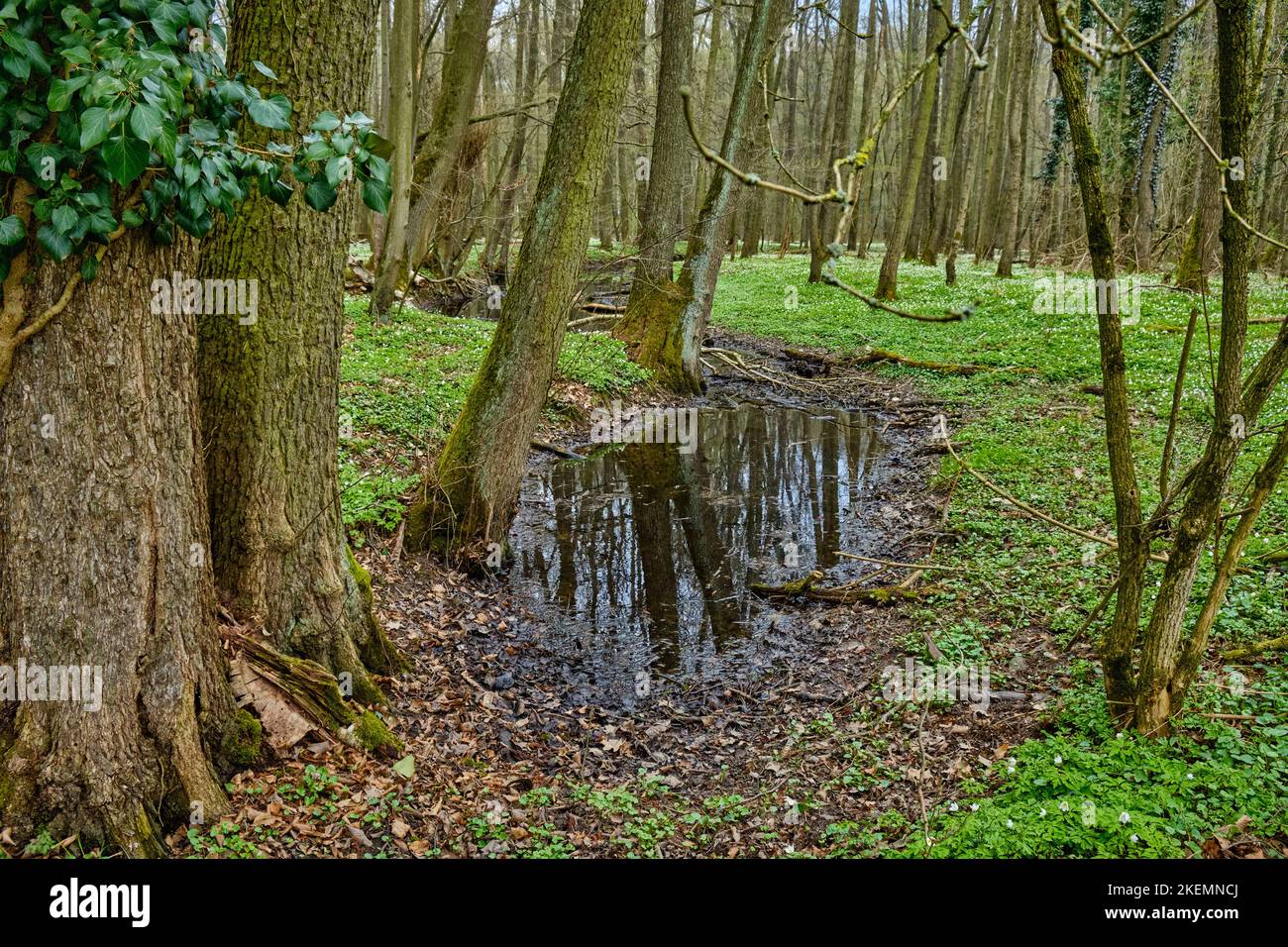 Laske alluvial forest hi-res stock photography and images - Alamy
