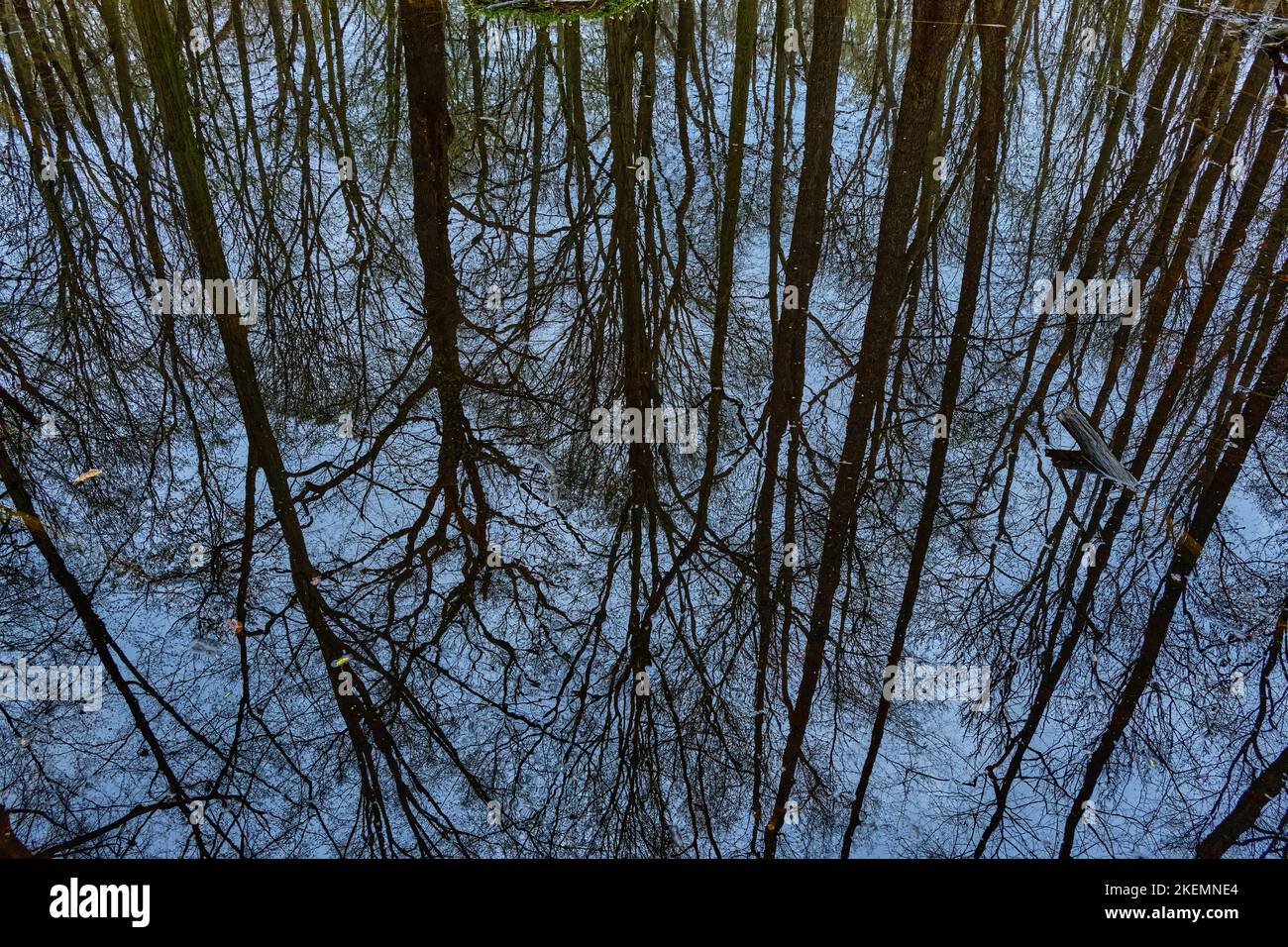 Reflection of treetops in a swampy waterbody, exemplified by the Laske ...
