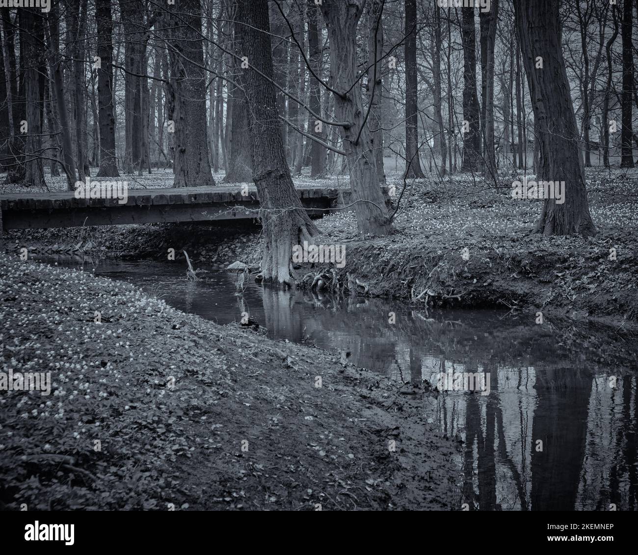 Laske alluvial forest hi-res stock photography and images - Alamy