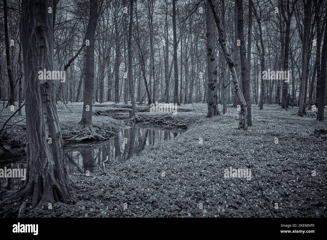 The Laske Alluvial Forest (Lasker Auenwald) nature reserve in the ...