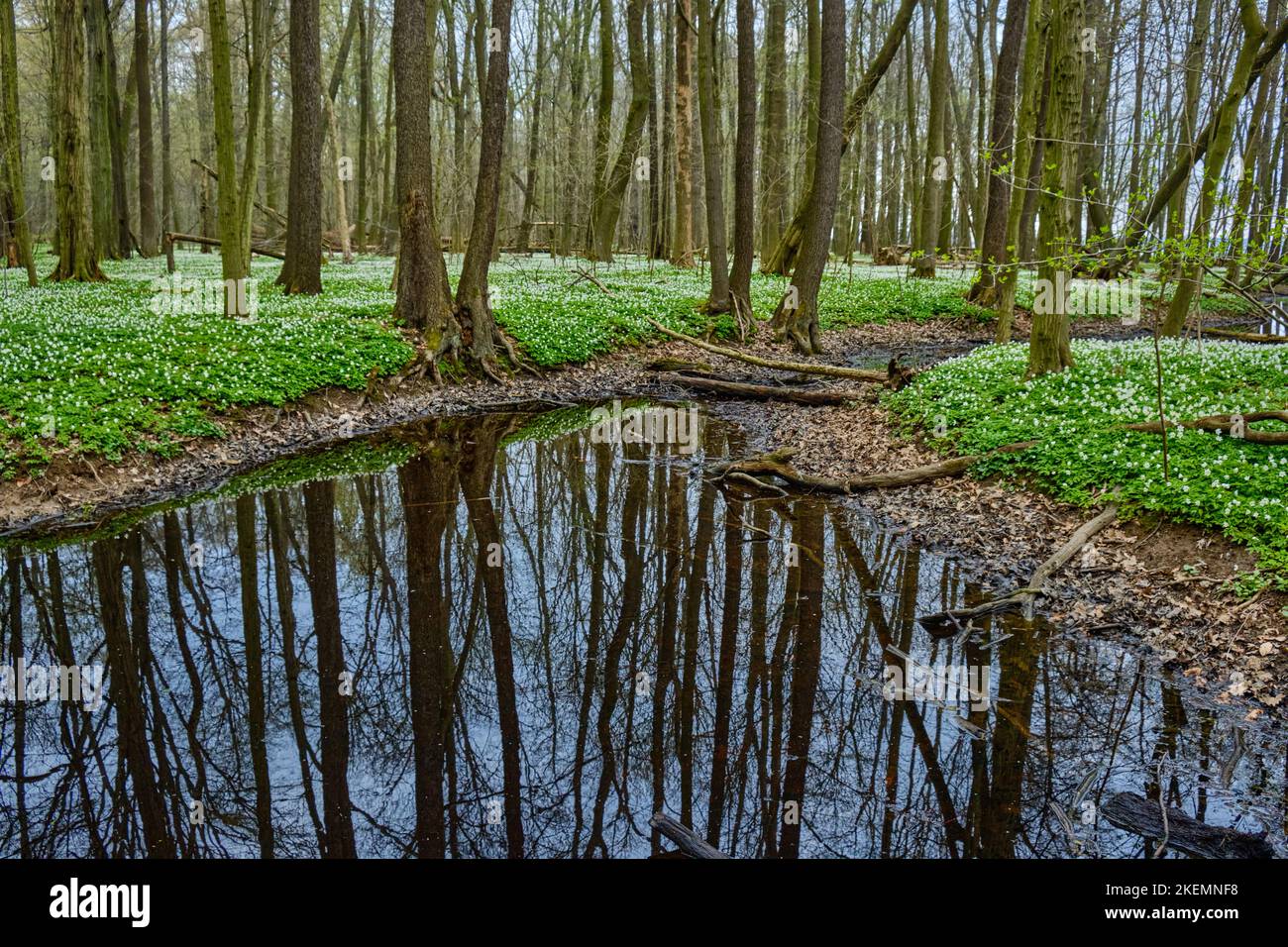 The Laske Alluvial Forest (Lasker Auenwald) nature reserve in the ...