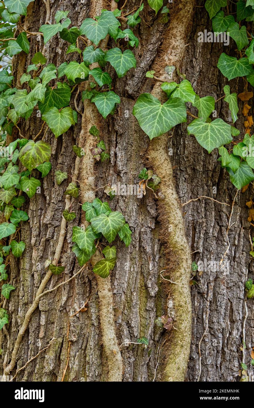 Laske alluvial forest hi-res stock photography and images - Alamy