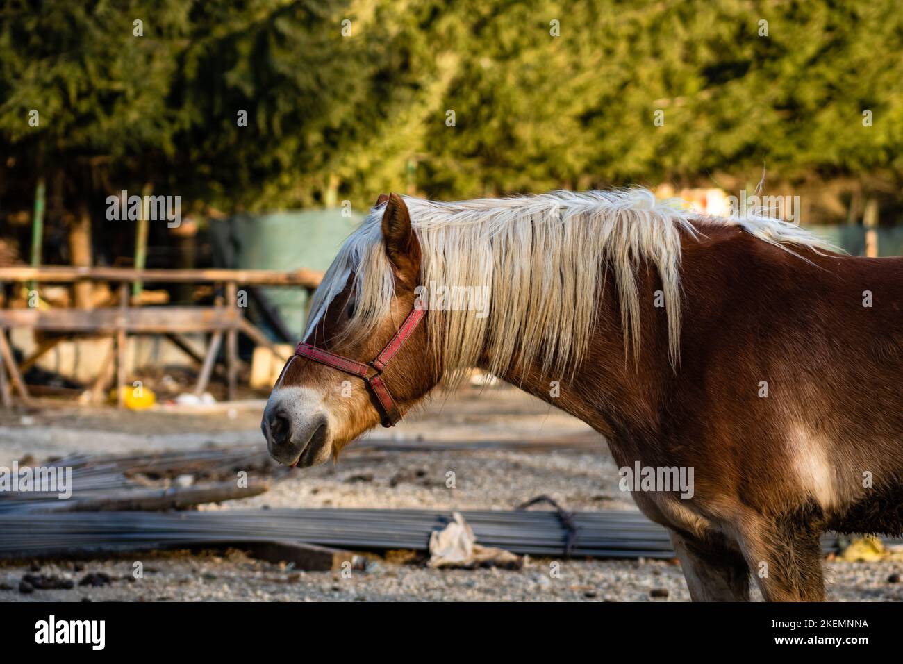 A horse "Haflinger" standing in the farm area with trees on the ...