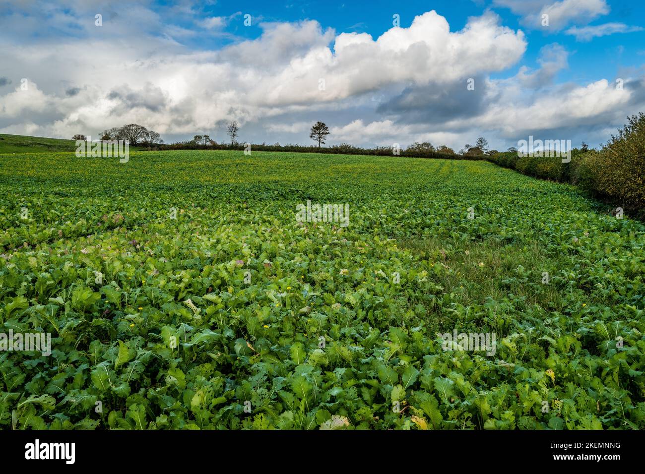 Dorset countryside in Autumn with arable crops growing Stock Photo - Alamy