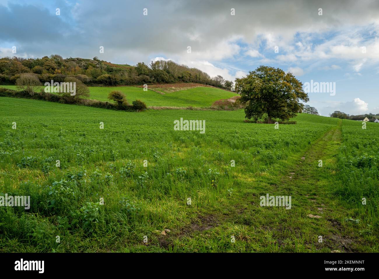 Dorset countryside hi-res stock photography and images - Alamy