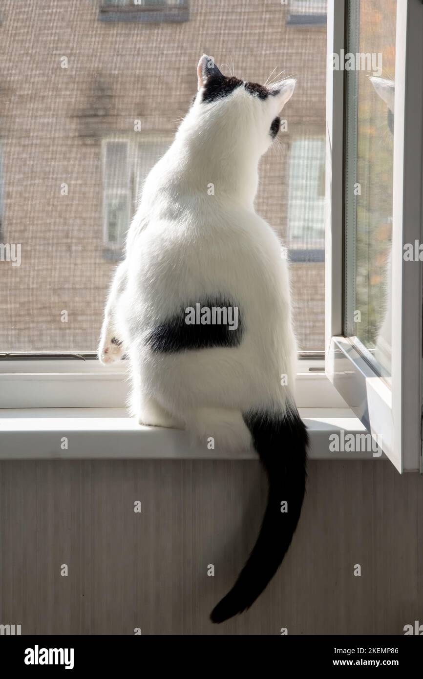 A fat white cat sits on a window close up Stock Photo - Alamy