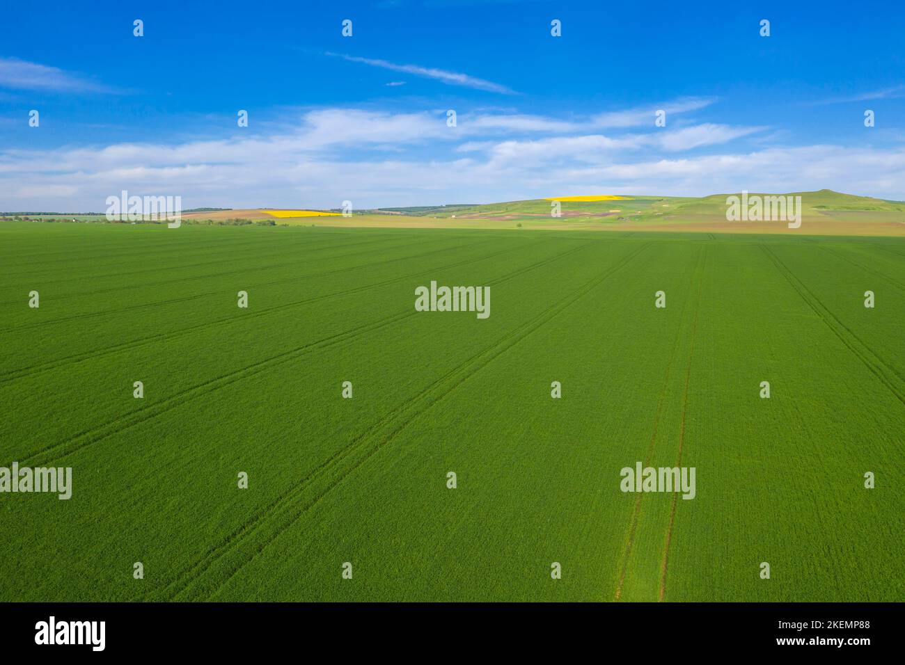 Aerial scene of fresh green corn field in spring, rural landscape from ...