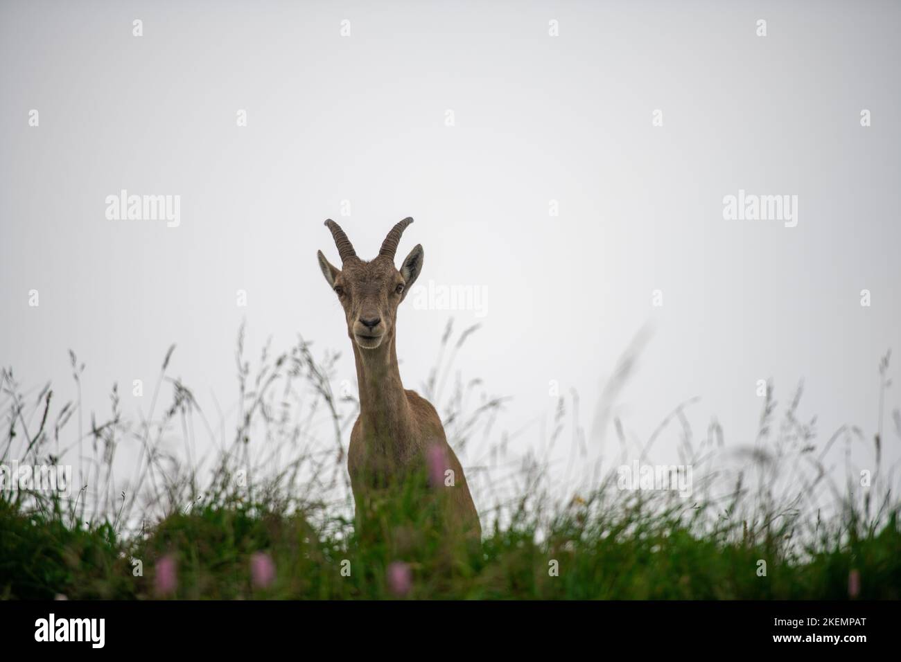A low angle shot of a capra Stock Photo - Alamy