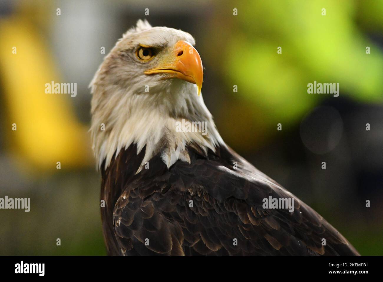 DEVENTER, 13-11-2022, De Adelaarshorst, football, Dutch Eredivisie ...