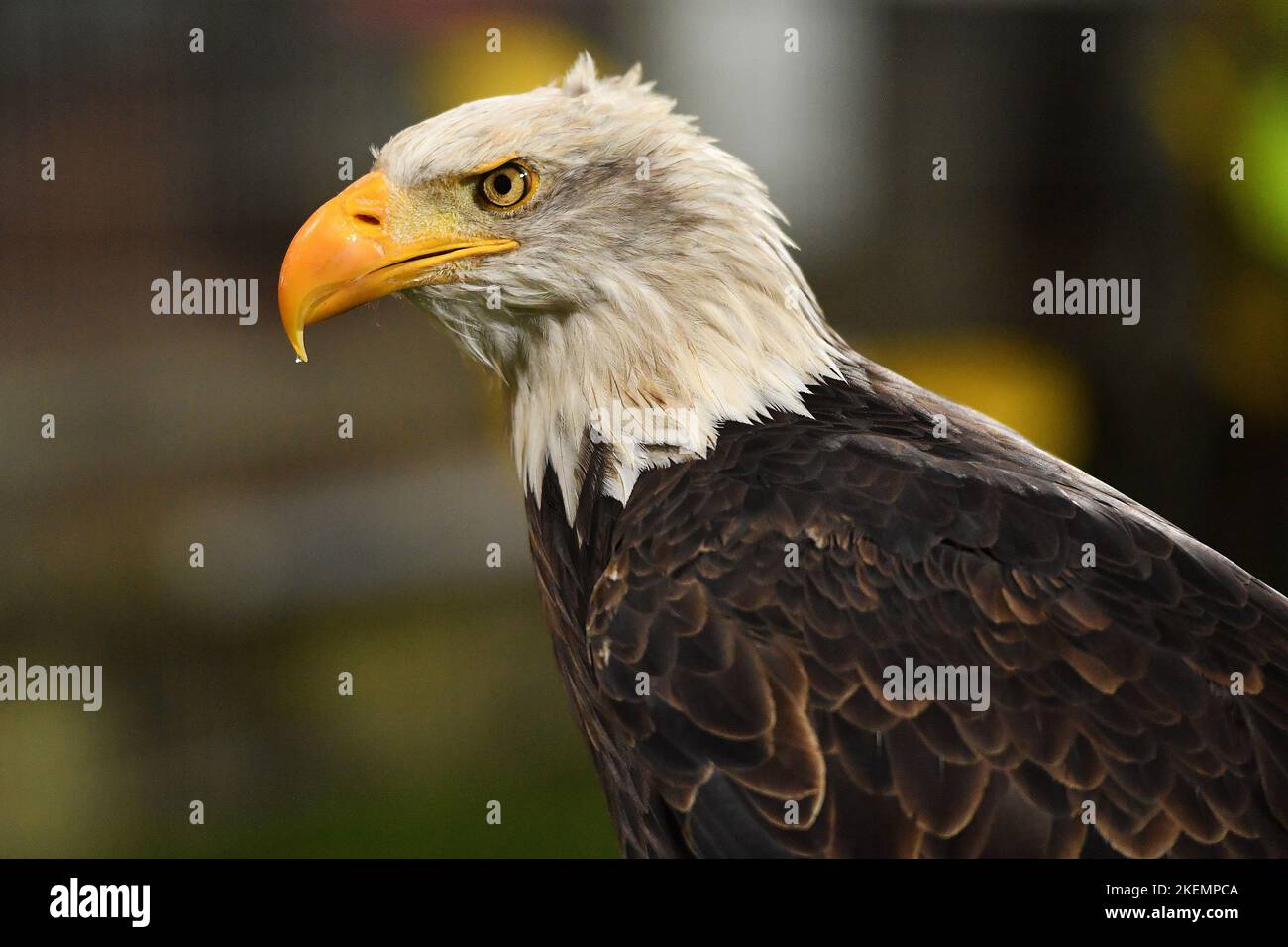DEVENTER, 13-11-2022, De Adelaarshorst, football, Dutch Eredivisie ...