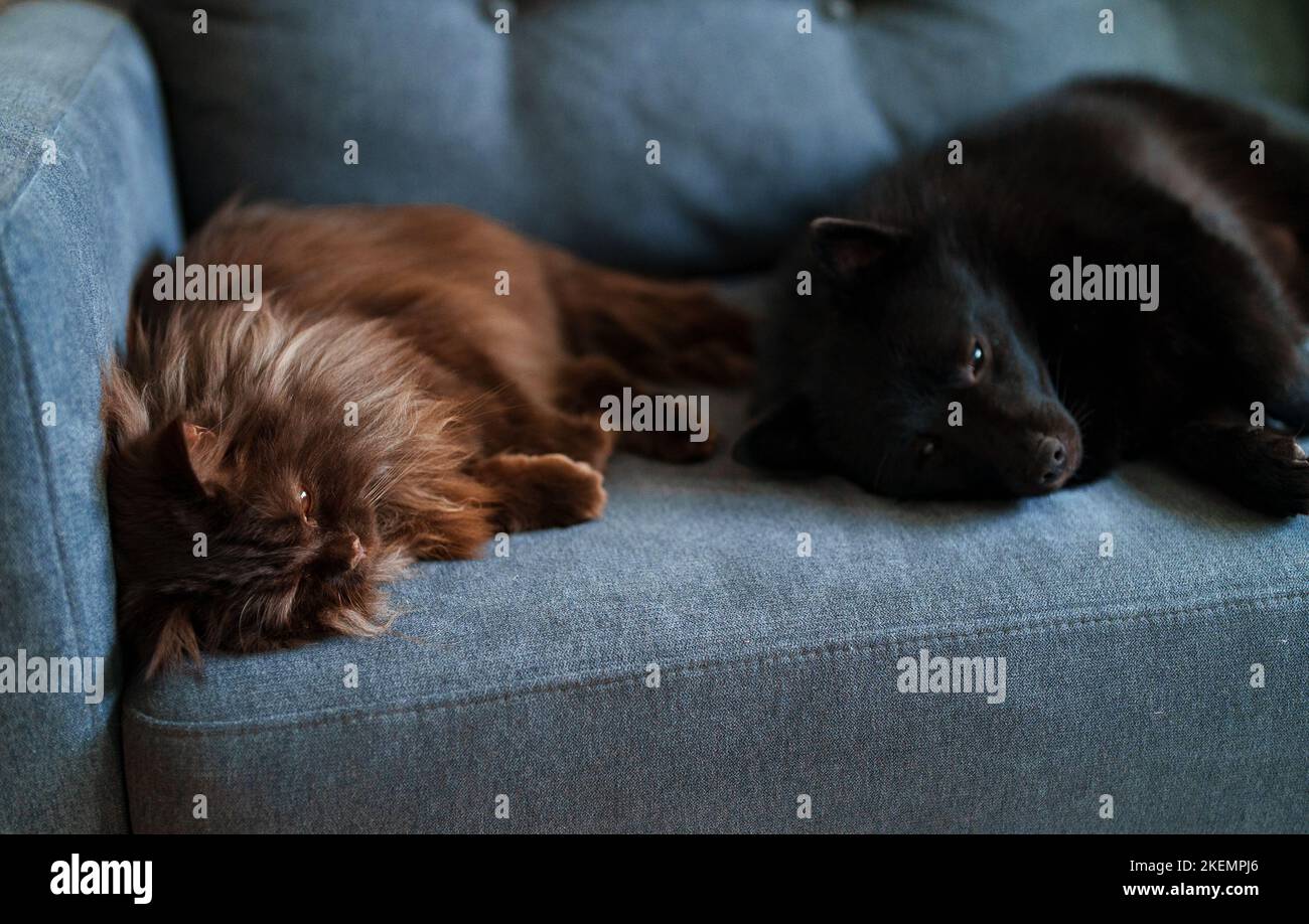 Dog and cat are relaxing together on the sofa Stock Photo - Alamy