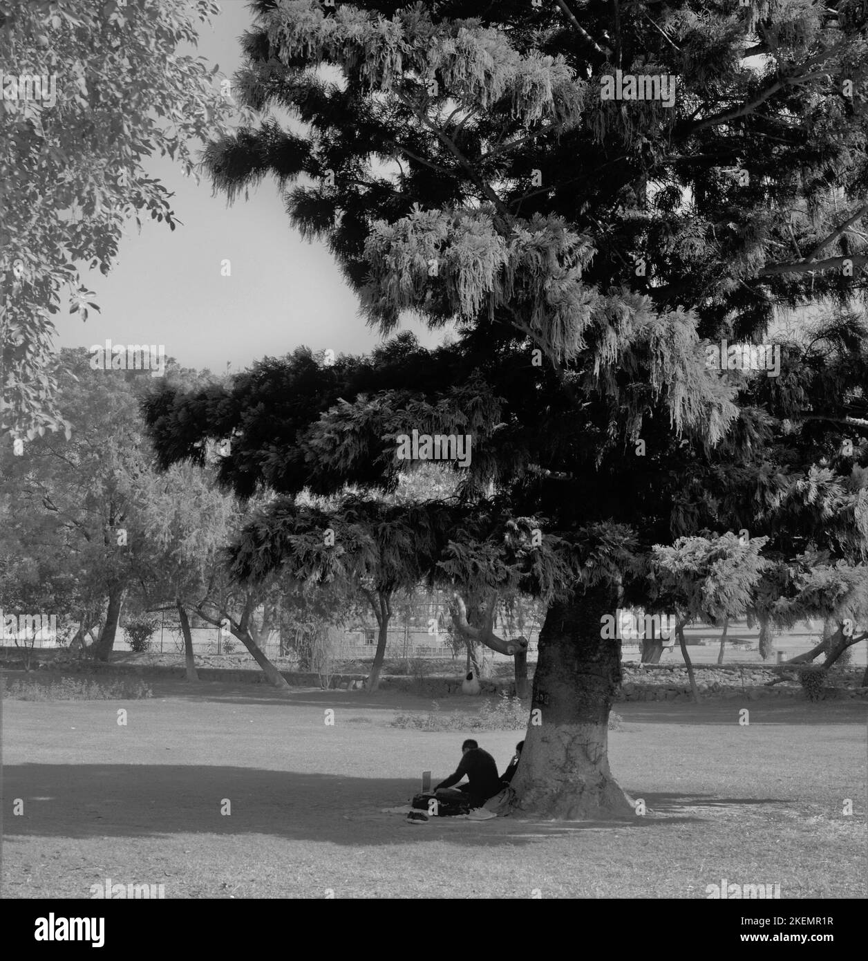Rest under the tree Black and White Stock Photos & Images - Alamy