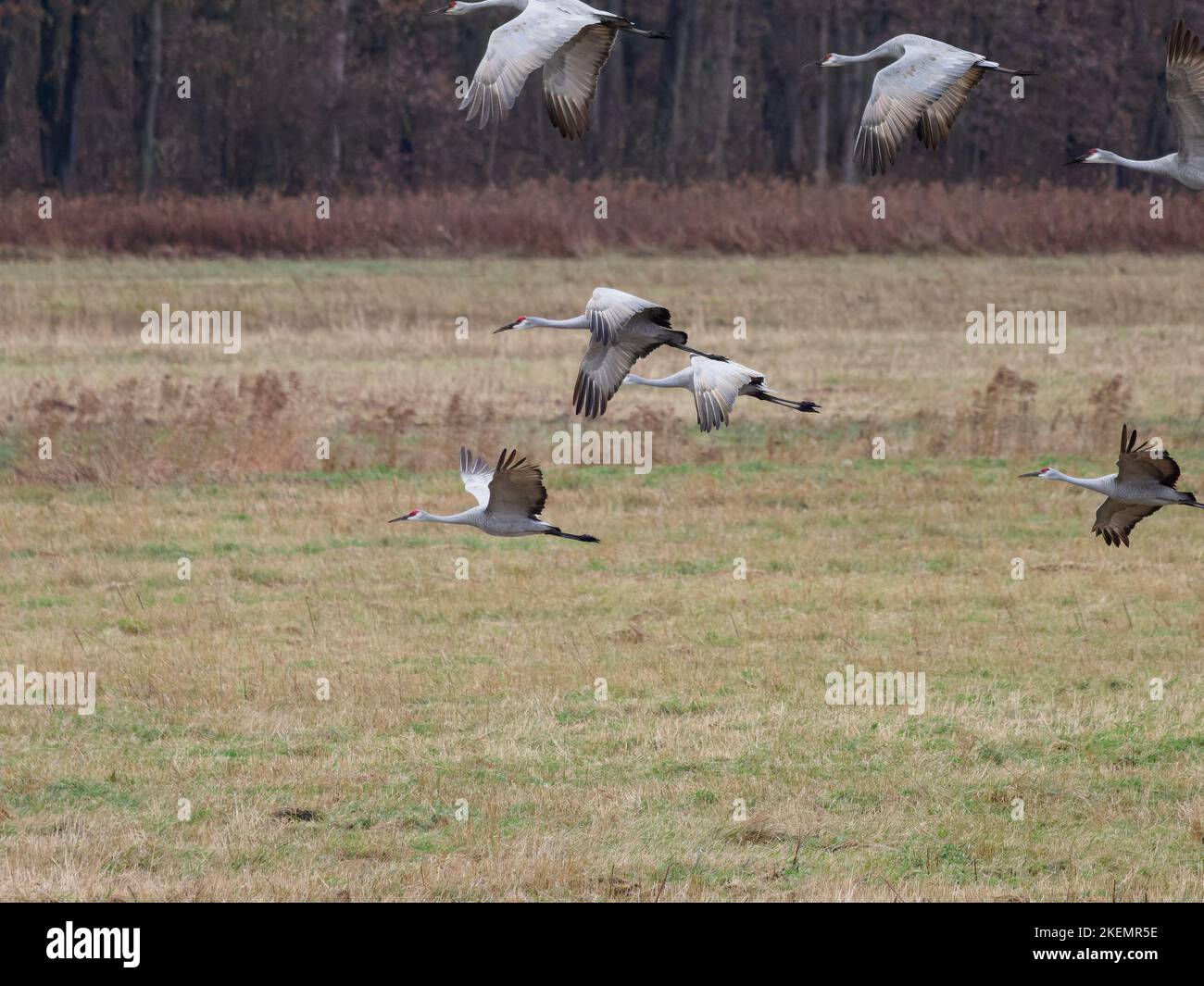The Sandhill Cranes flying over field with dried grass Stock Photo - Alamy