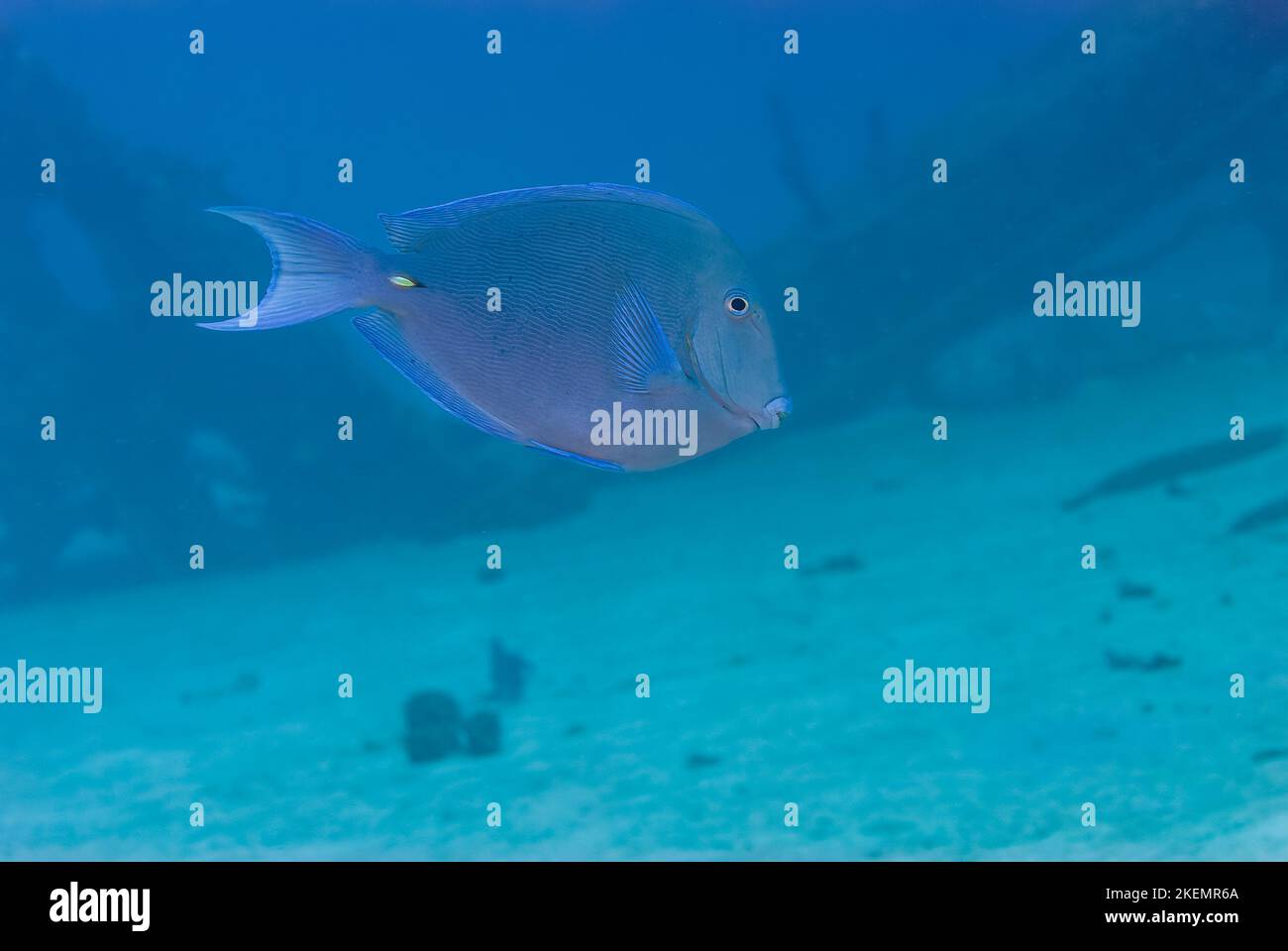 Blue tang surgeonfish Acanthurus coeruleus near a deep shipwreck Stock ...