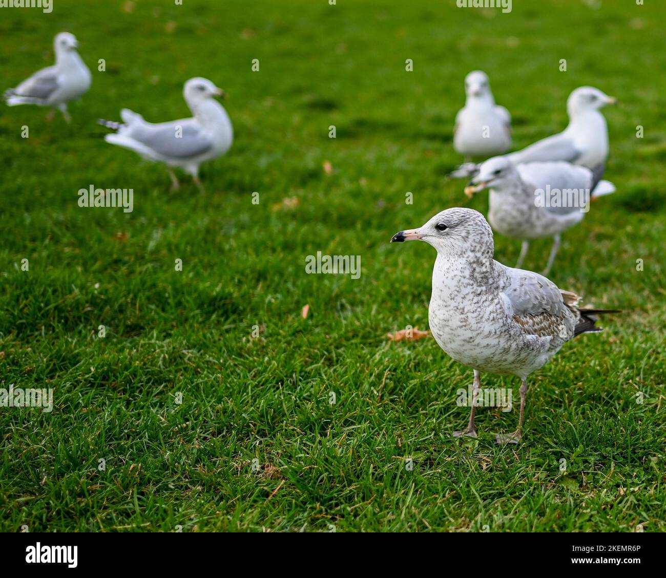 A group of Common gulls on the green grass in the park Stock Photo - Alamy