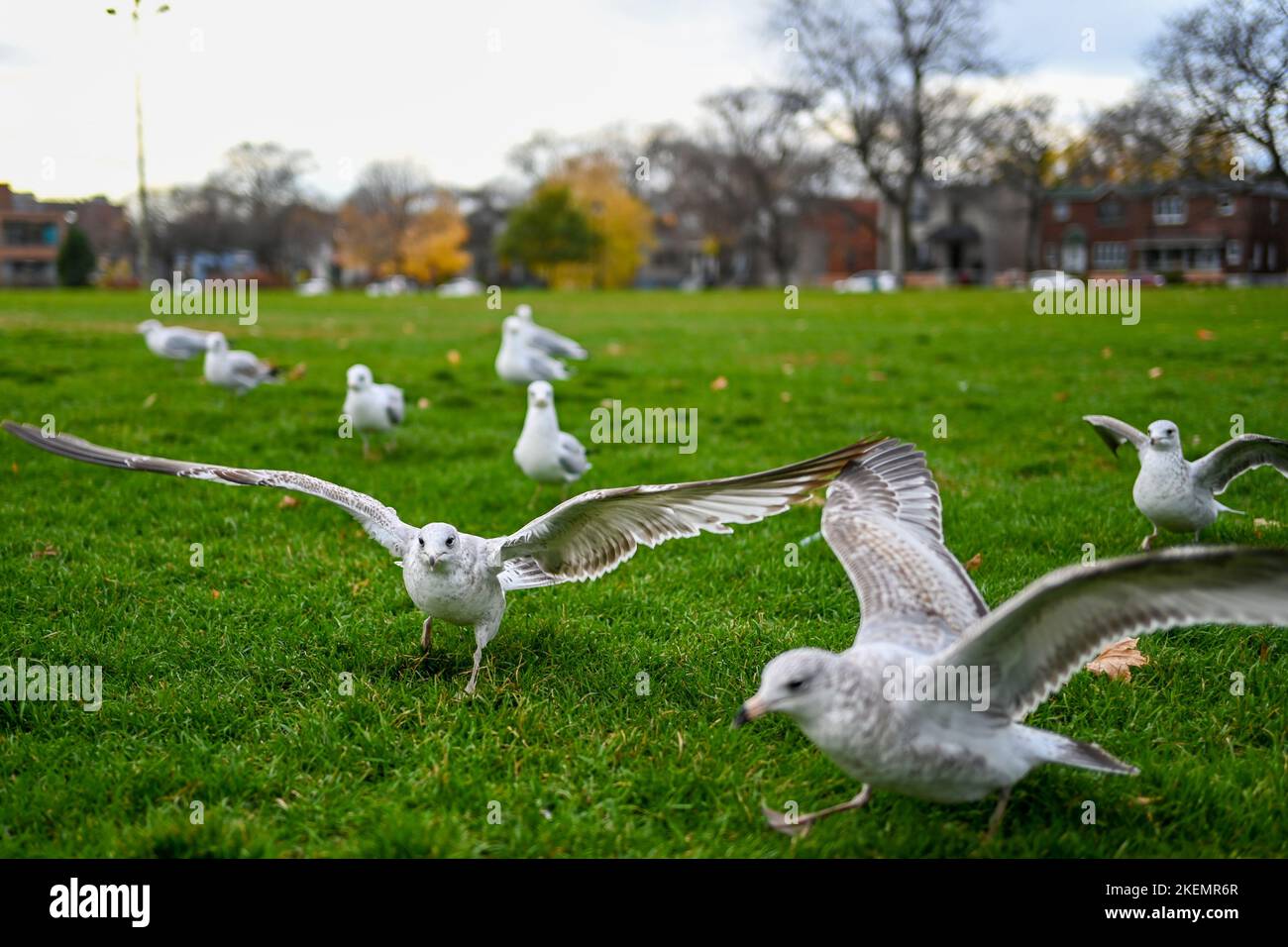 A group of Common gulls on the green grass in the park Stock Photo - Alamy
