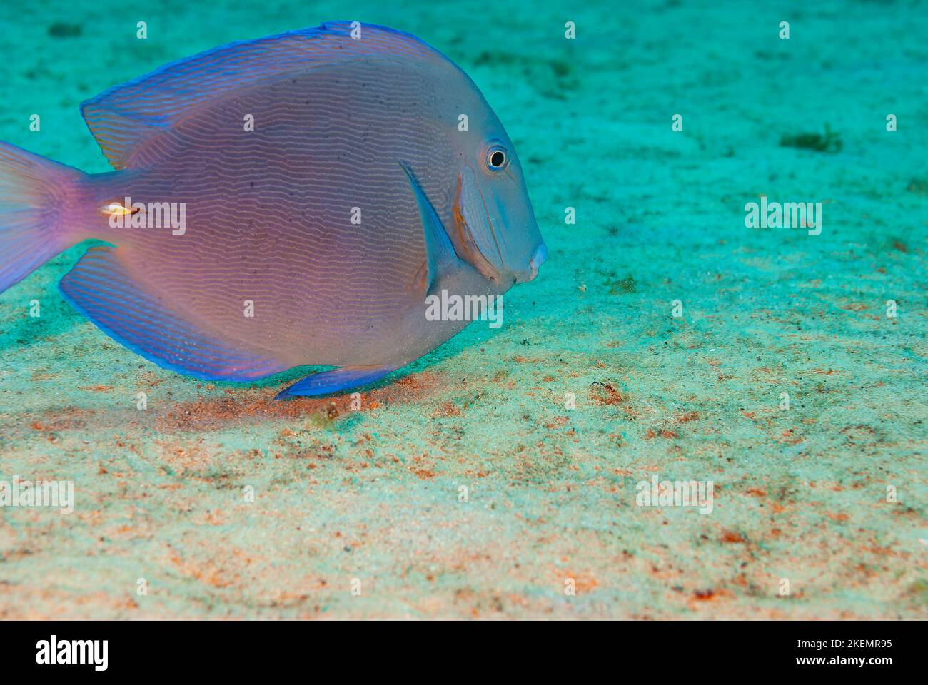 Blue tang surgeonfish Acanthurus coeruleus swimming over sandy bottom ...