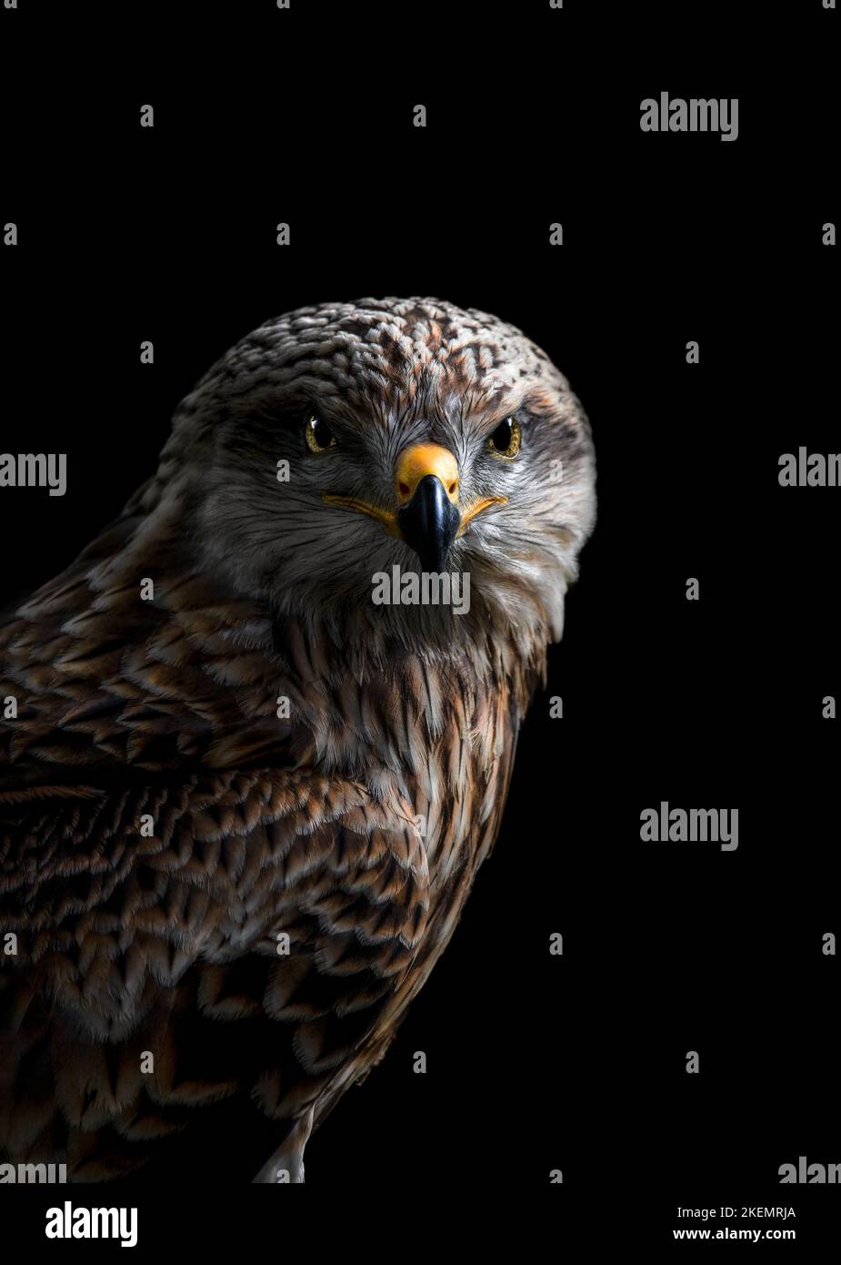 Portrait of a buzzard, black background, looking at camera, close-up ...