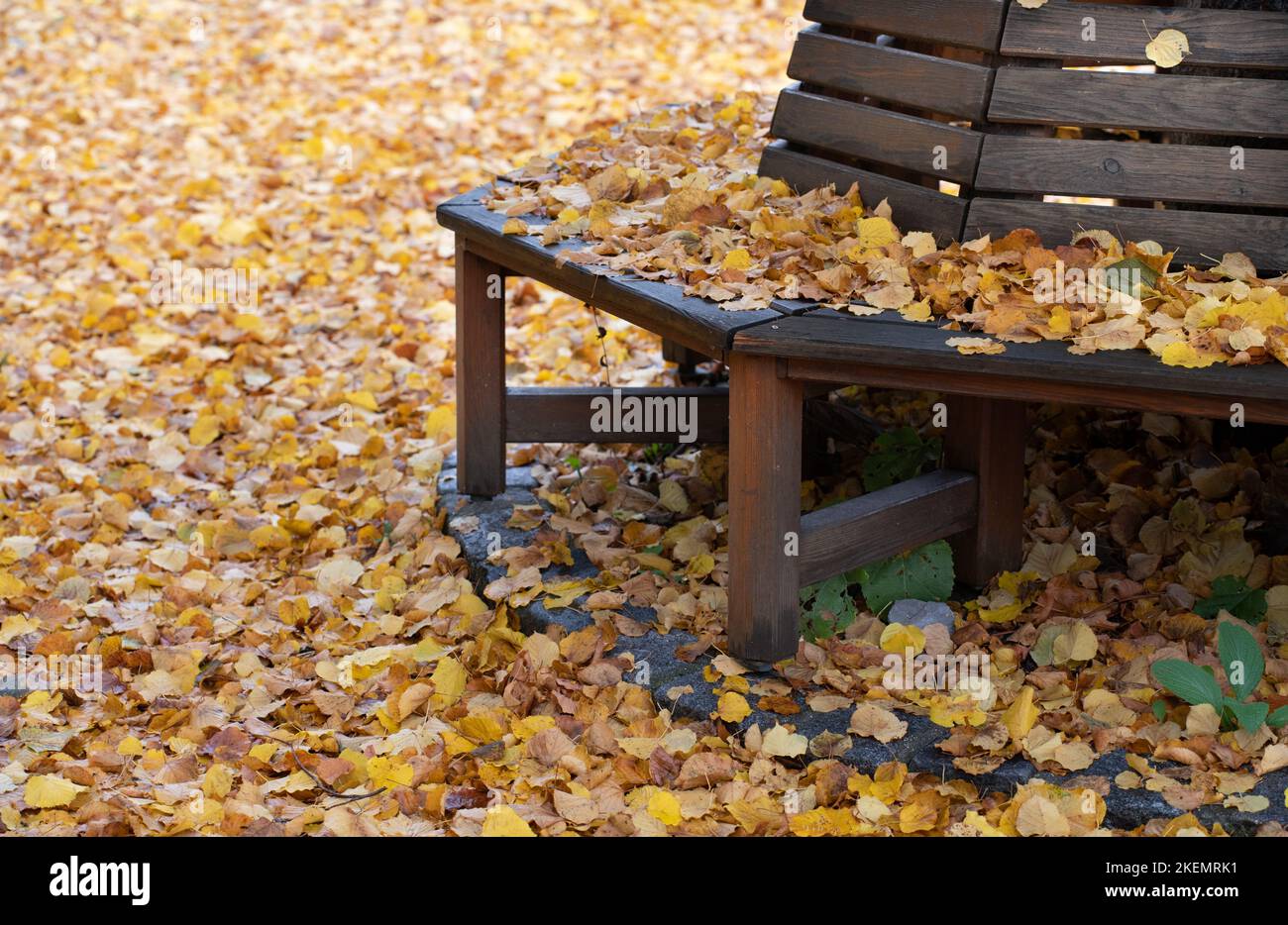 A round wooden bench is covered with fallen leaves in autumn. Yellow ...