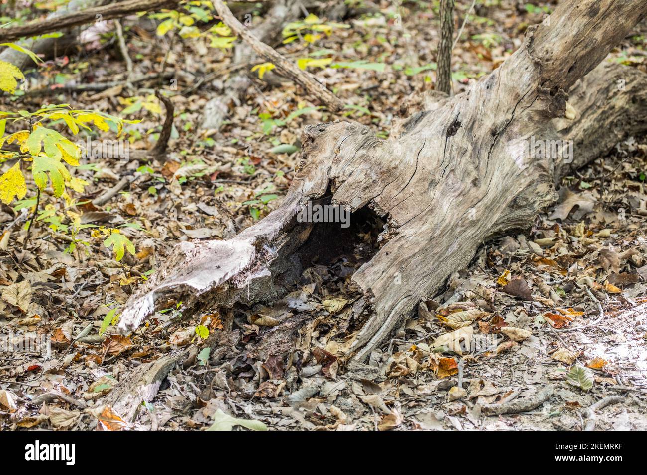 Tree cavity and fallen leaves hi-res stock photography and images - Alamy