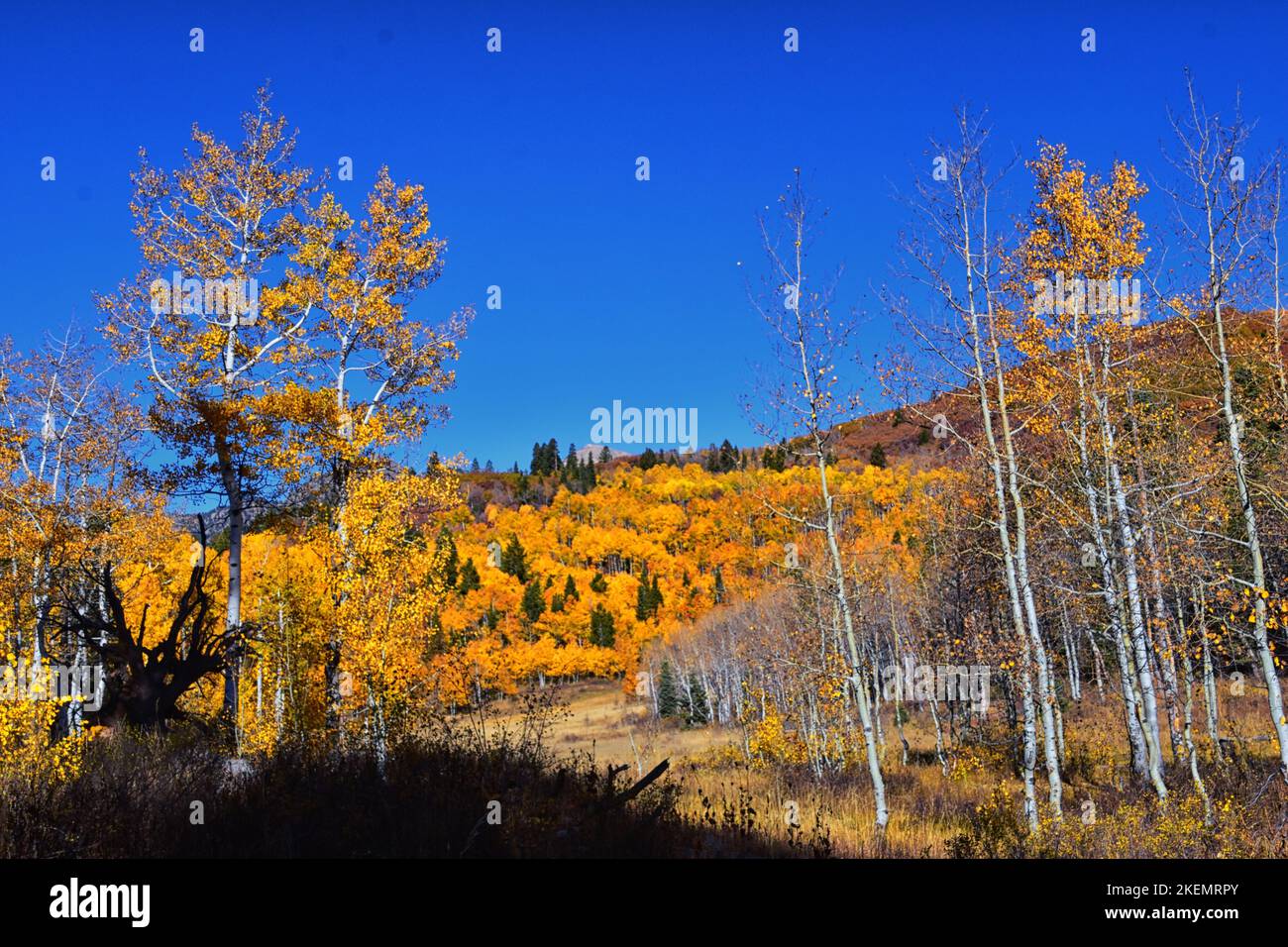 Pine Hollow hiking trail Mountain views by Timpanogos in the Wasatch ...