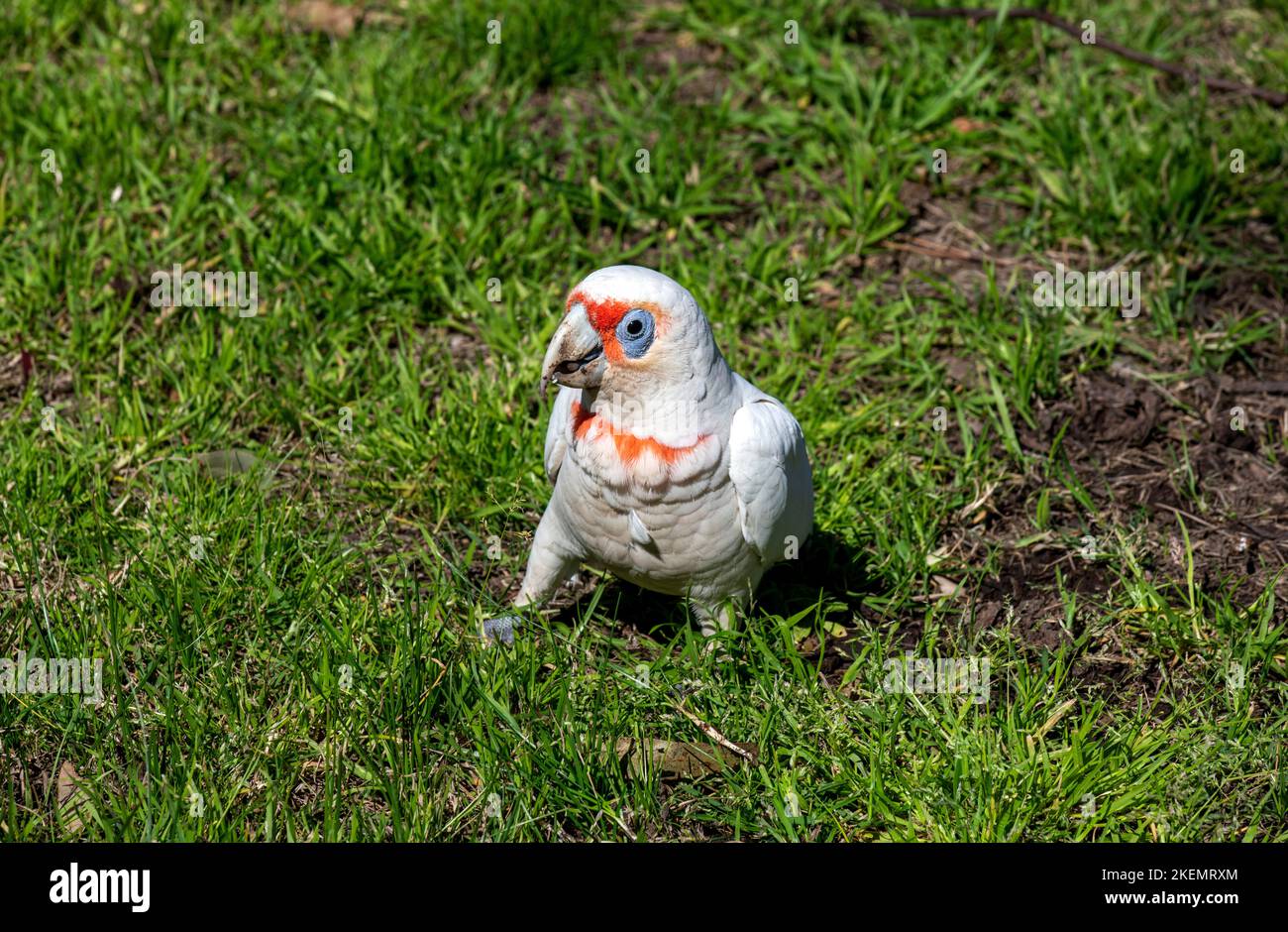 Close-up of a Long-billed Corella (Cacatua tenuirostris) at a park in ...