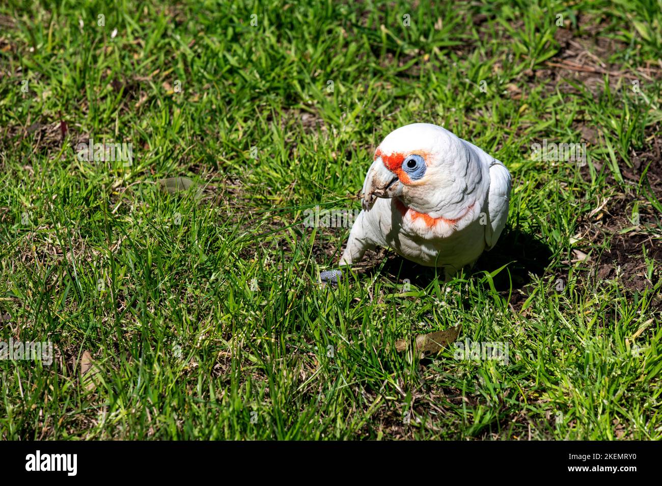 Close-up of a Long-billed Corella (Cacatua tenuirostris) at a park in ...