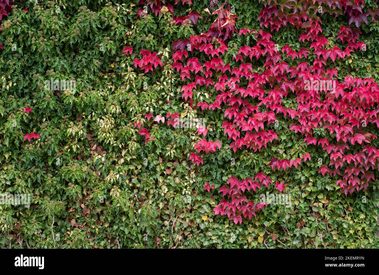 Background and texture of a wall covered with ivy and virginia creeper ...