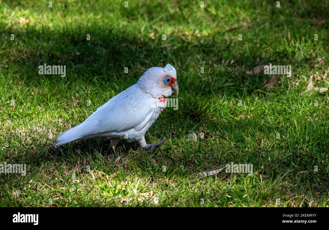 Close-up of a Long-billed Corella (Cacatua tenuirostris) at a park in ...