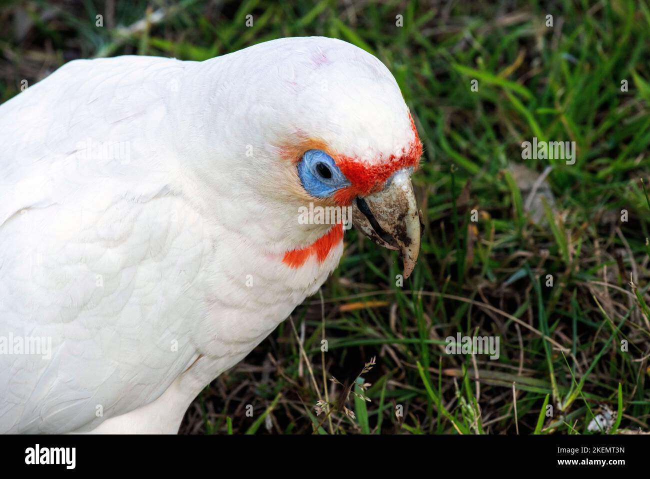 Close-up of a Long-billed Corella (Cacatua tenuirostris) at a park in ...