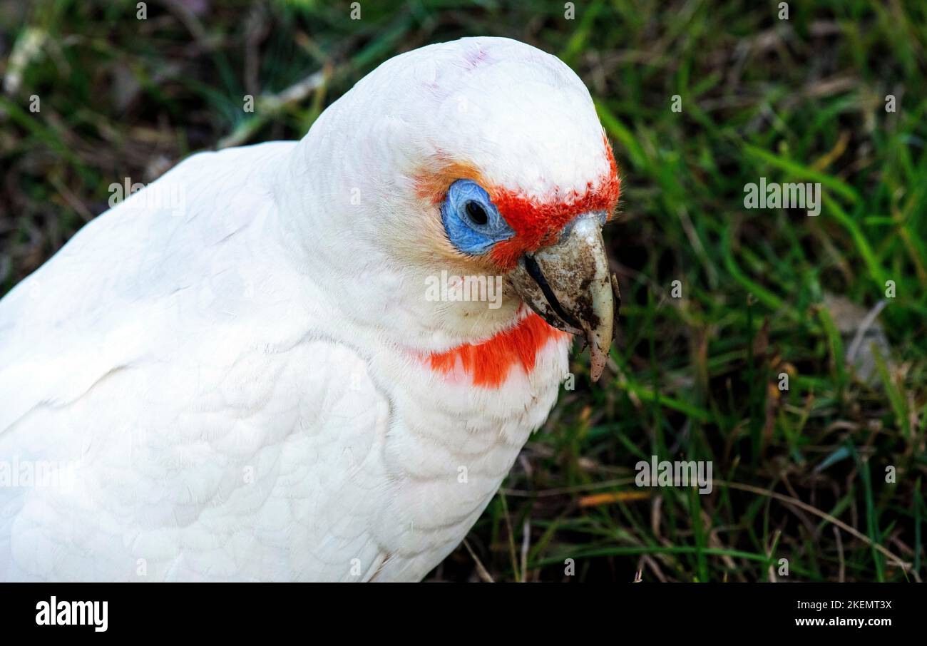 Close-up of a Long-billed Corella (Cacatua tenuirostris) at a park in ...