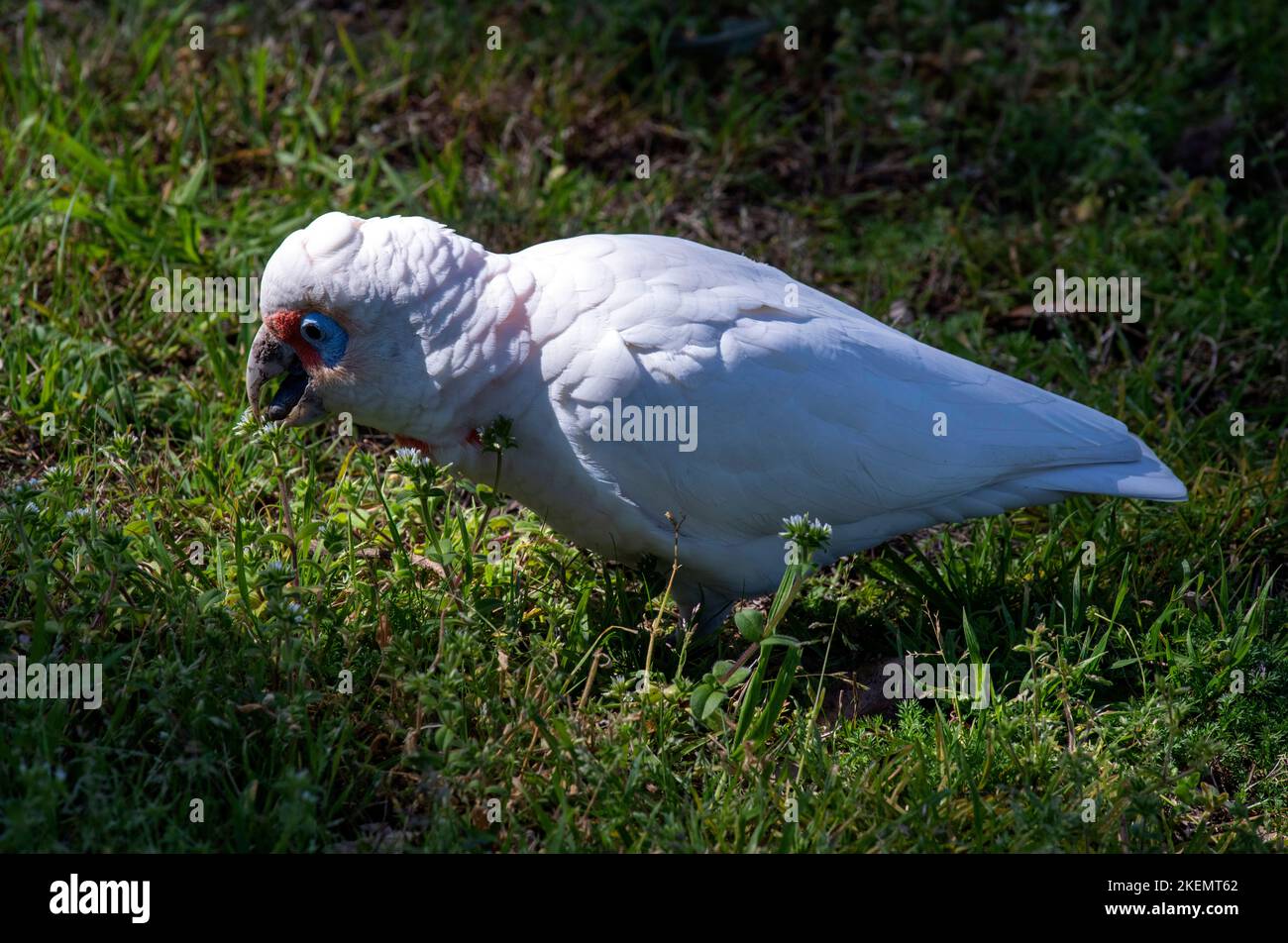 Close-up of a Long-billed Corella (Cacatua tenuirostris) at a park in Sydney, NSW, Australia ...