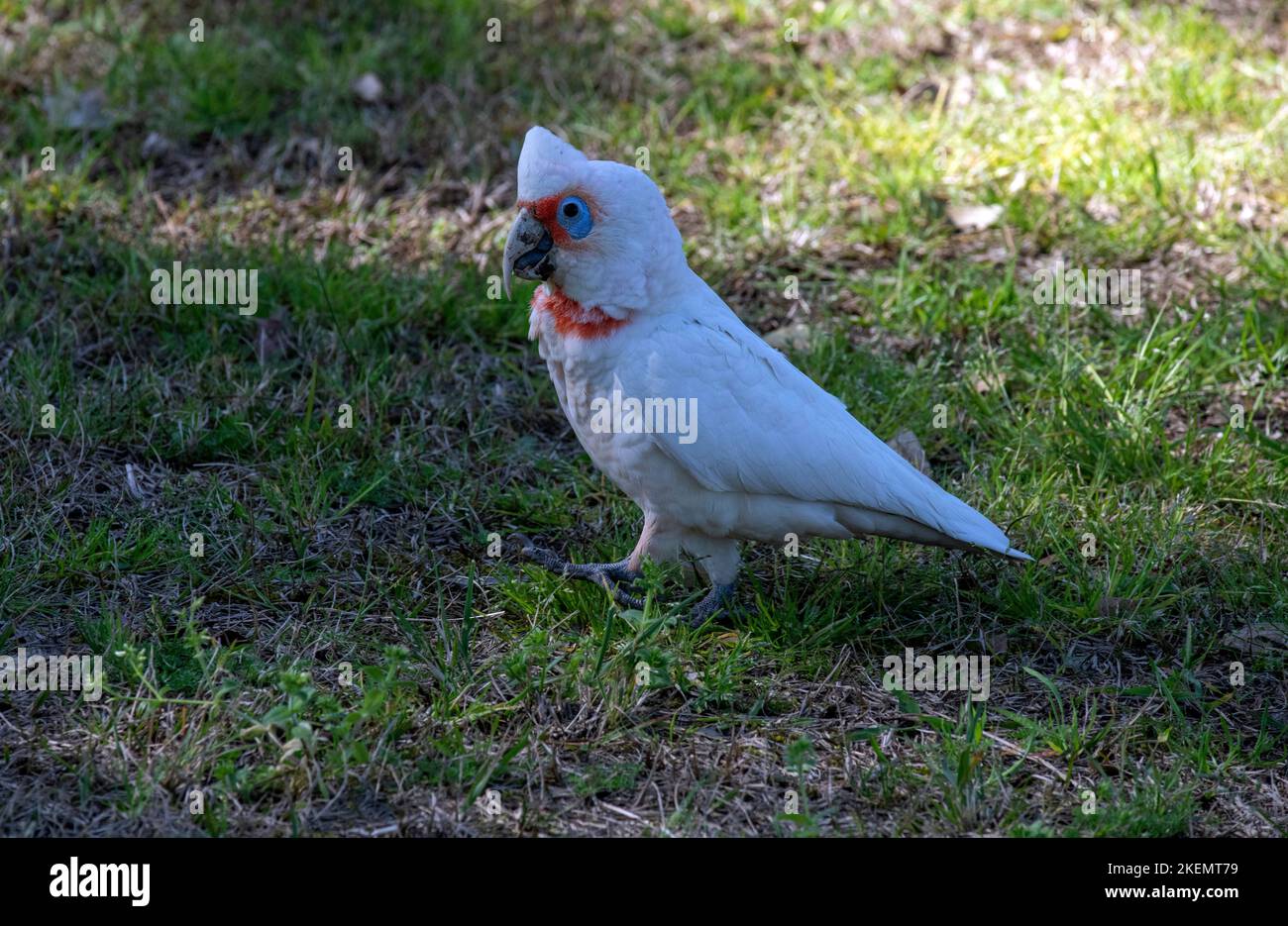 Close-up of a Long-billed Corella (Cacatua tenuirostris) at a park in ...