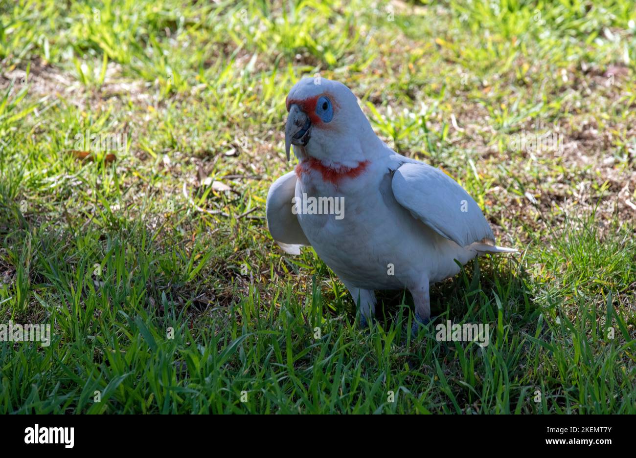 Close-up of a Long-billed Corella (Cacatua tenuirostris) at a park in ...
