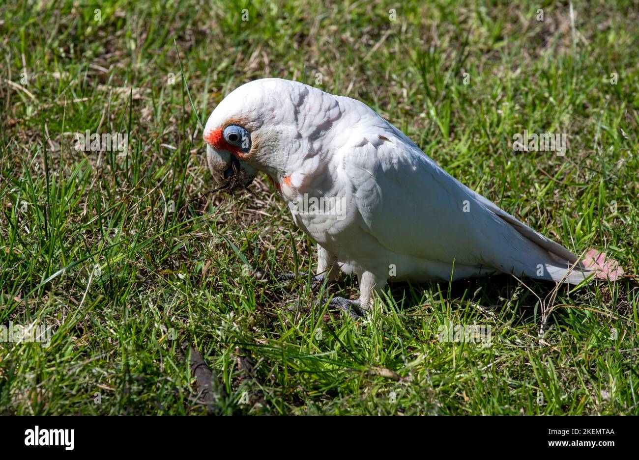 A Long-billed Corella (Cacatua tenuirostris) digging for food at a park ...