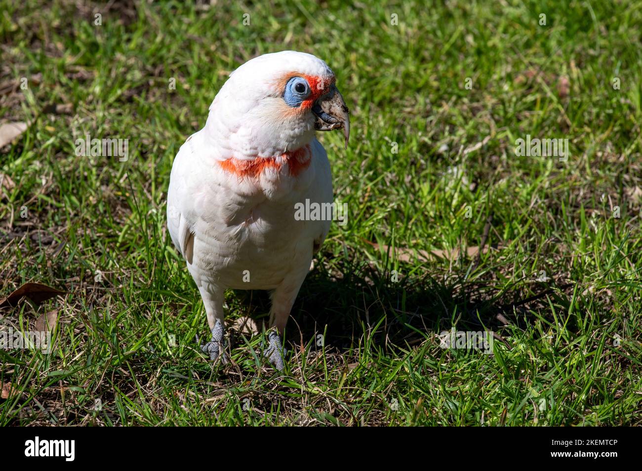Close-up of a Long-billed Corella (Cacatua tenuirostris) at a park in ...