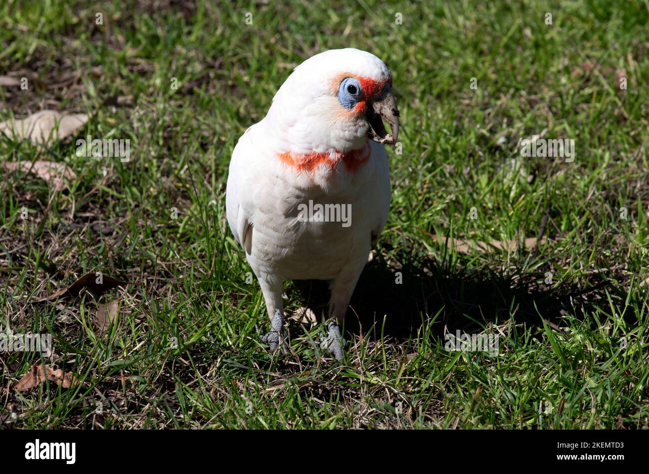 Close-up of a Long-billed Corella (Cacatua tenuirostris) at a park in ...