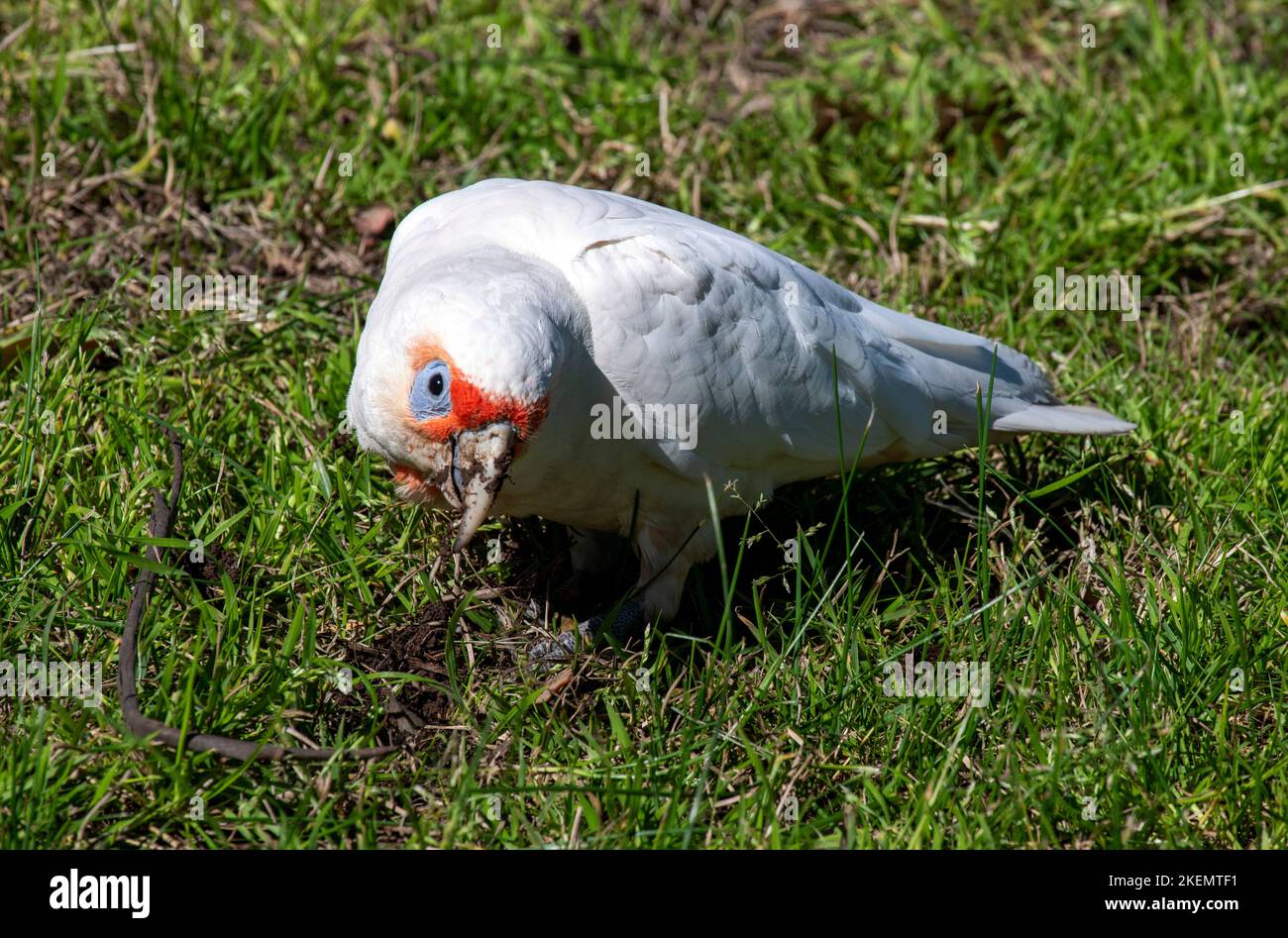 Close-up of a Long-billed Corella (Cacatua tenuirostris) at a park in ...