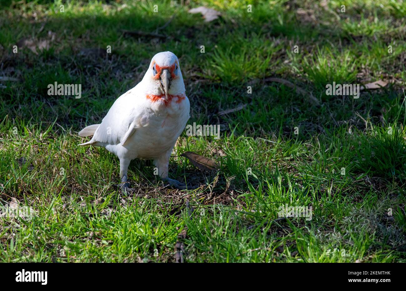 Close-up of a Long-billed Corella (Cacatua tenuirostris) at a park in ...