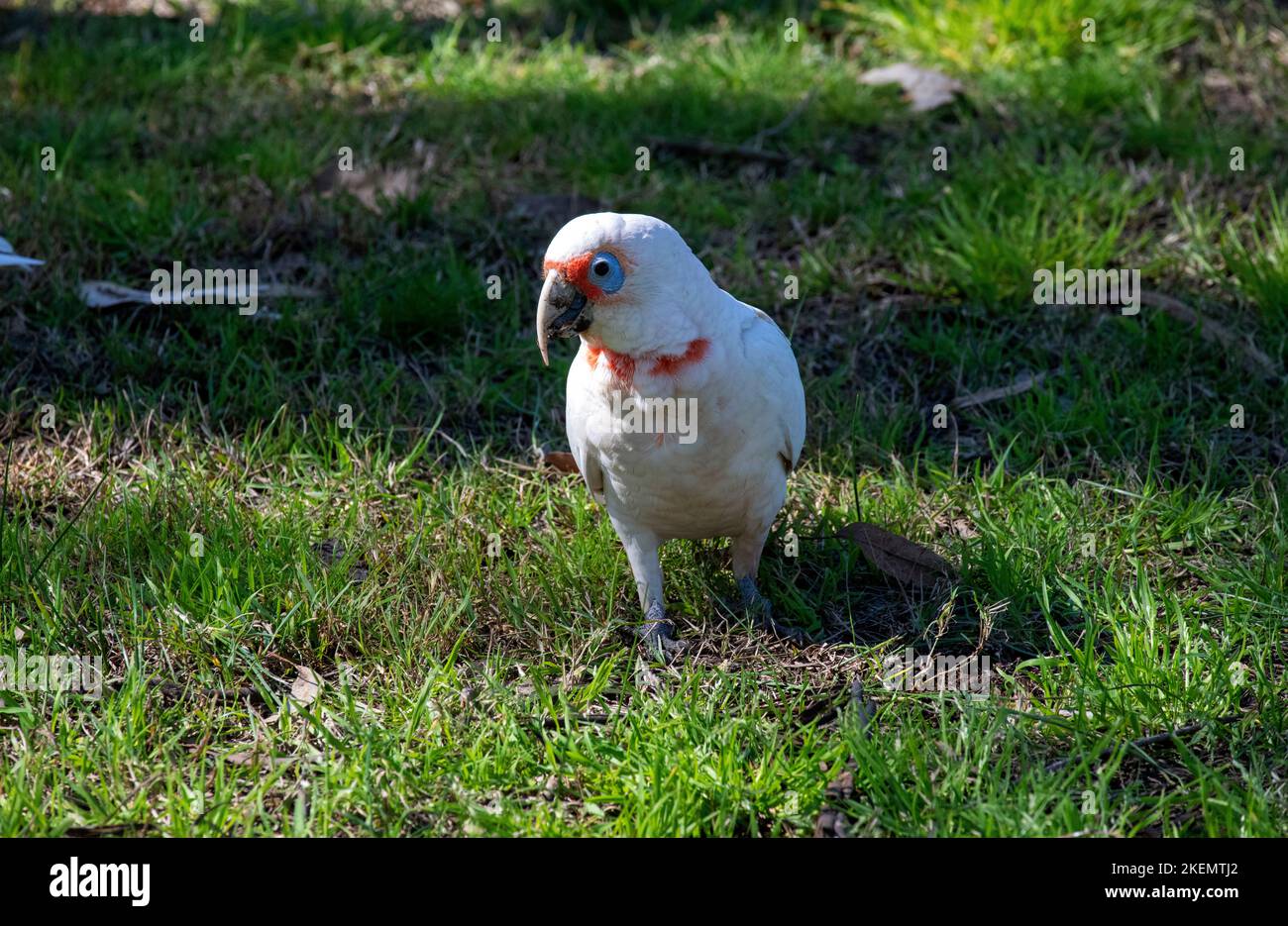Close-up of a Long-billed Corella (Cacatua tenuirostris) at a park in ...