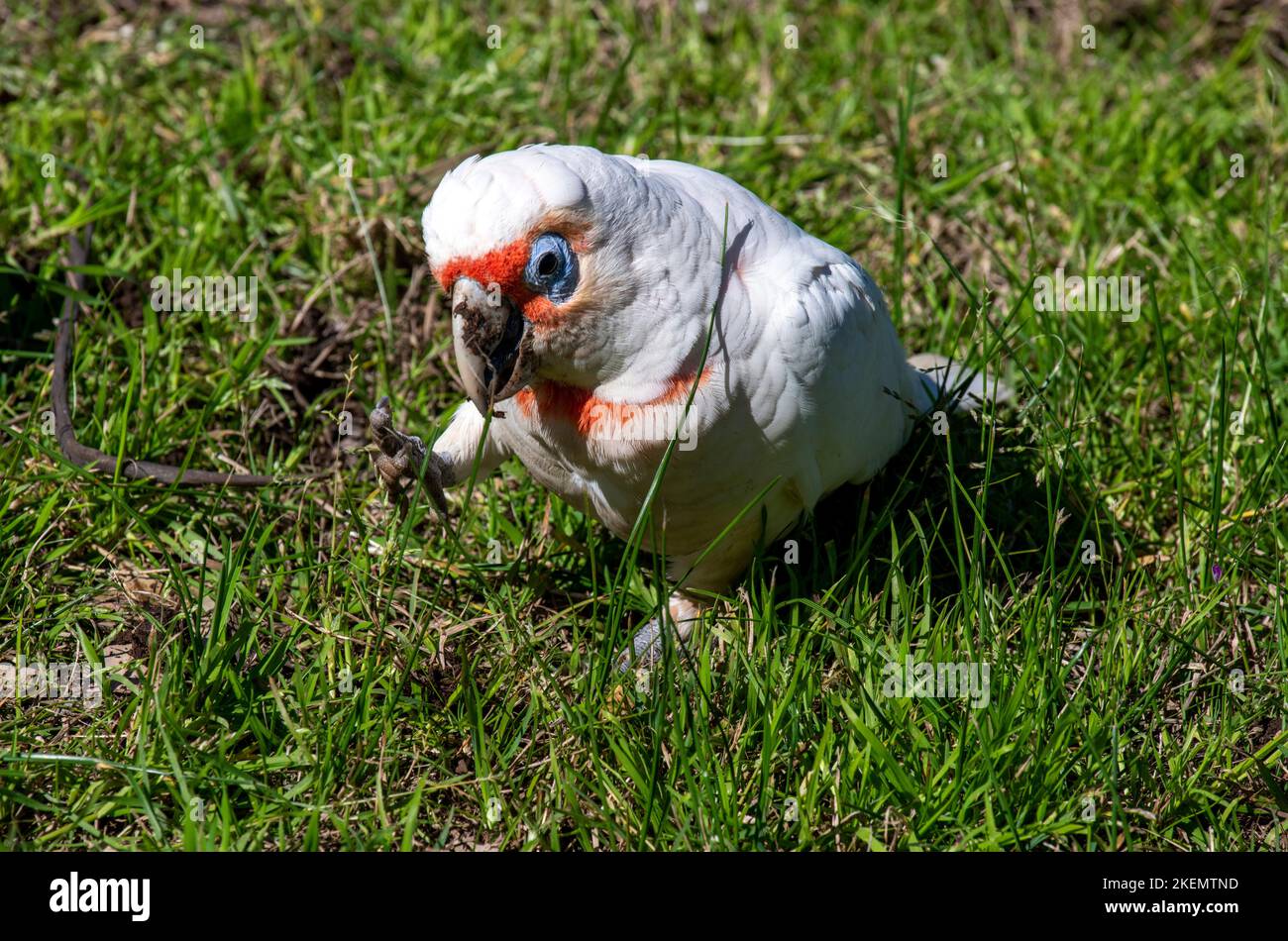 Close-up of a Long-billed Corella (Cacatua tenuirostris) at a park in ...