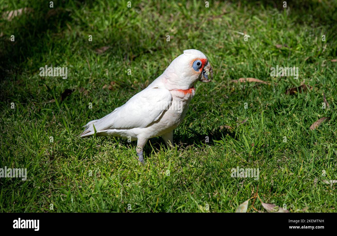 Close-up of a Long-billed Corella (Cacatua tenuirostris) at a park in ...