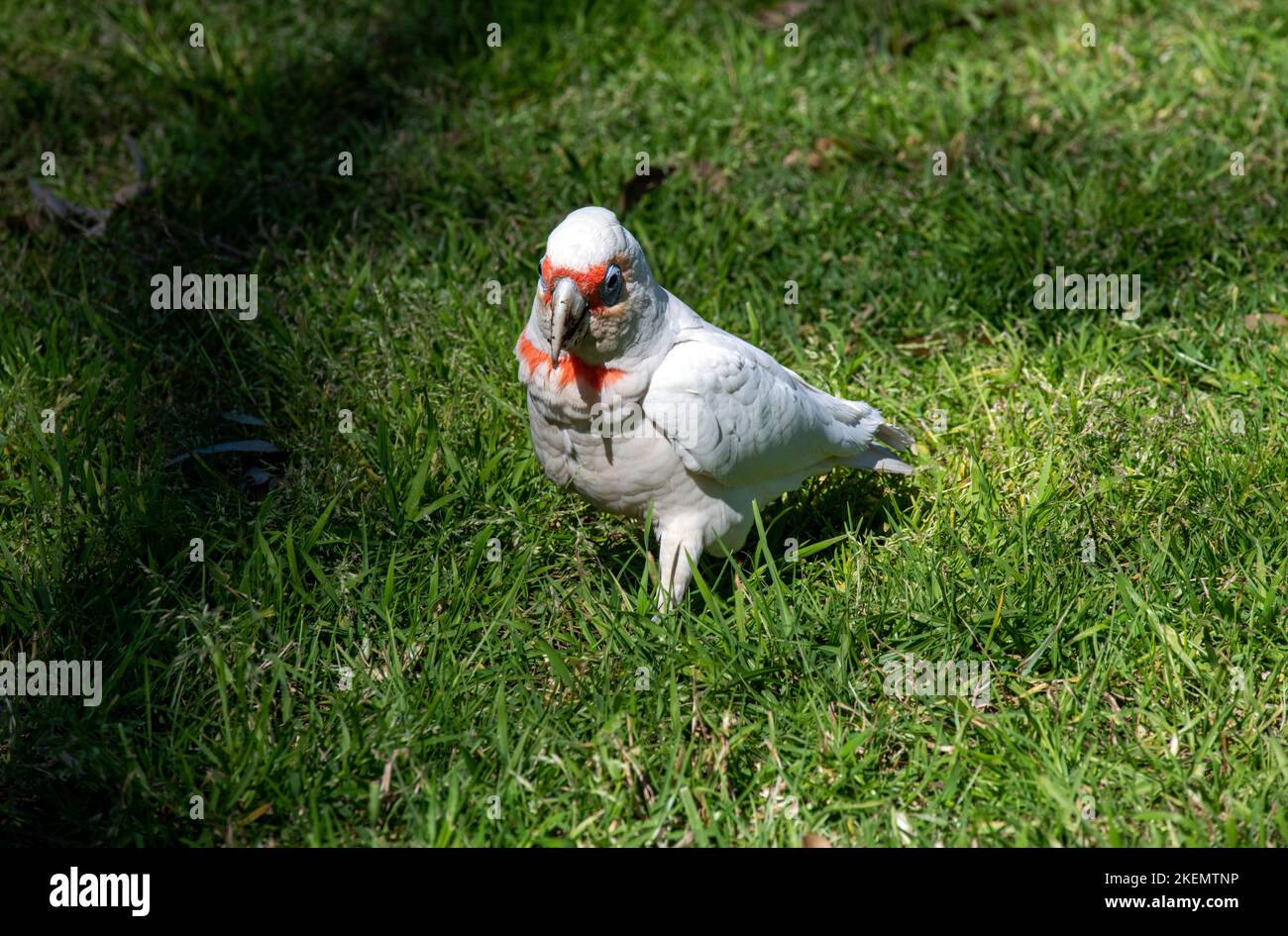 Close-up of a Long-billed Corella (Cacatua tenuirostris) at a park in ...