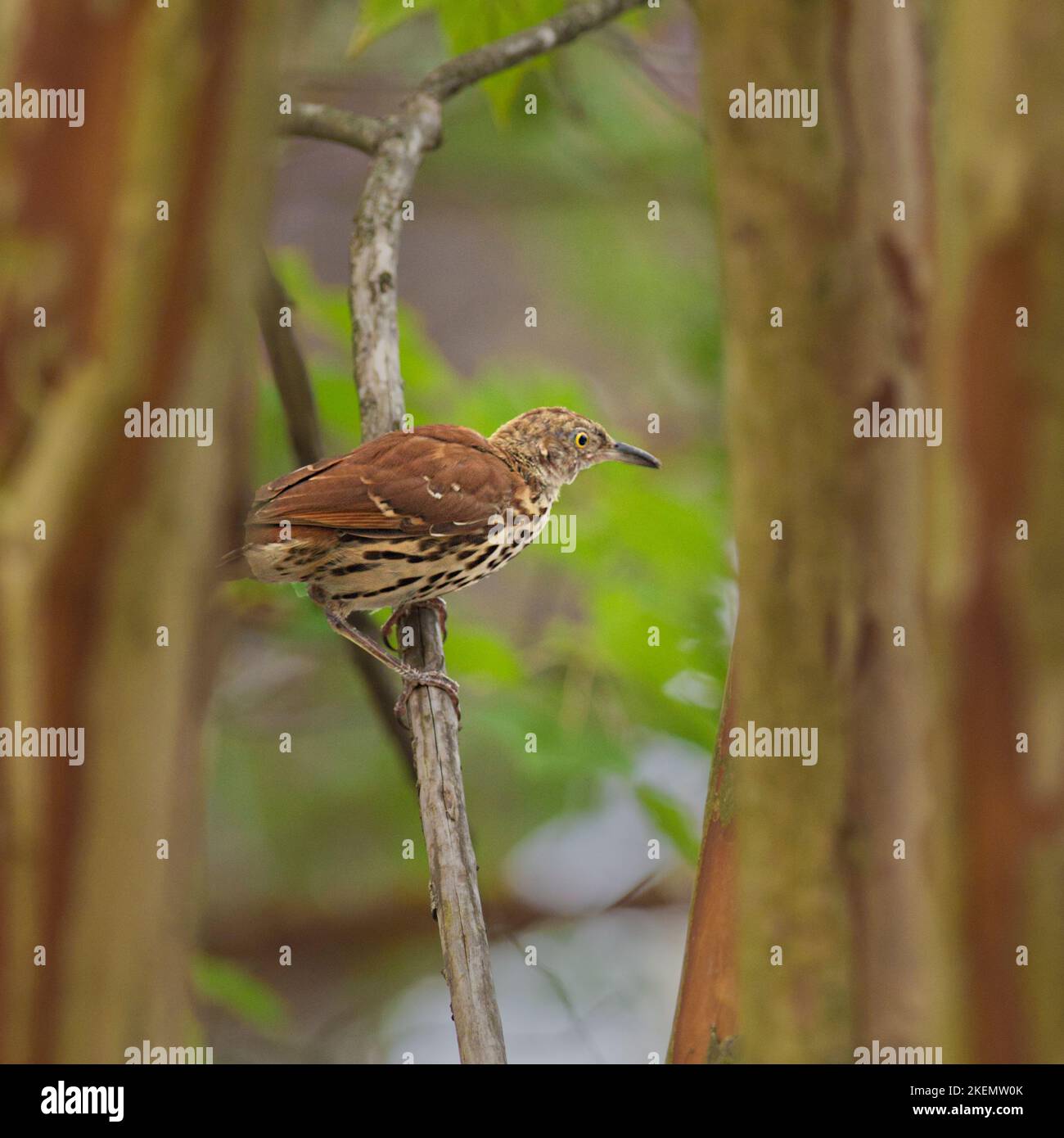 Birdsandbloomsmagazine hi-res stock photography and images - Alamy