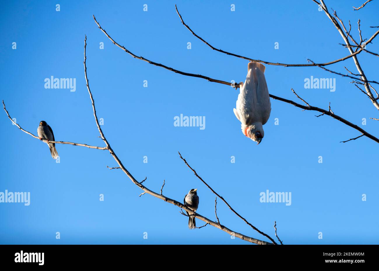 A Long-billed Corella (Cacatua tenuirostris) with a small group of ...