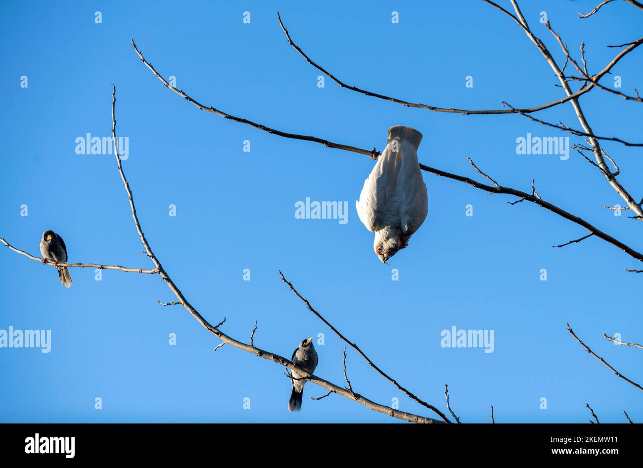 A Long-billed Corella (Cacatua tenuirostris) with two Noisy Miners ...