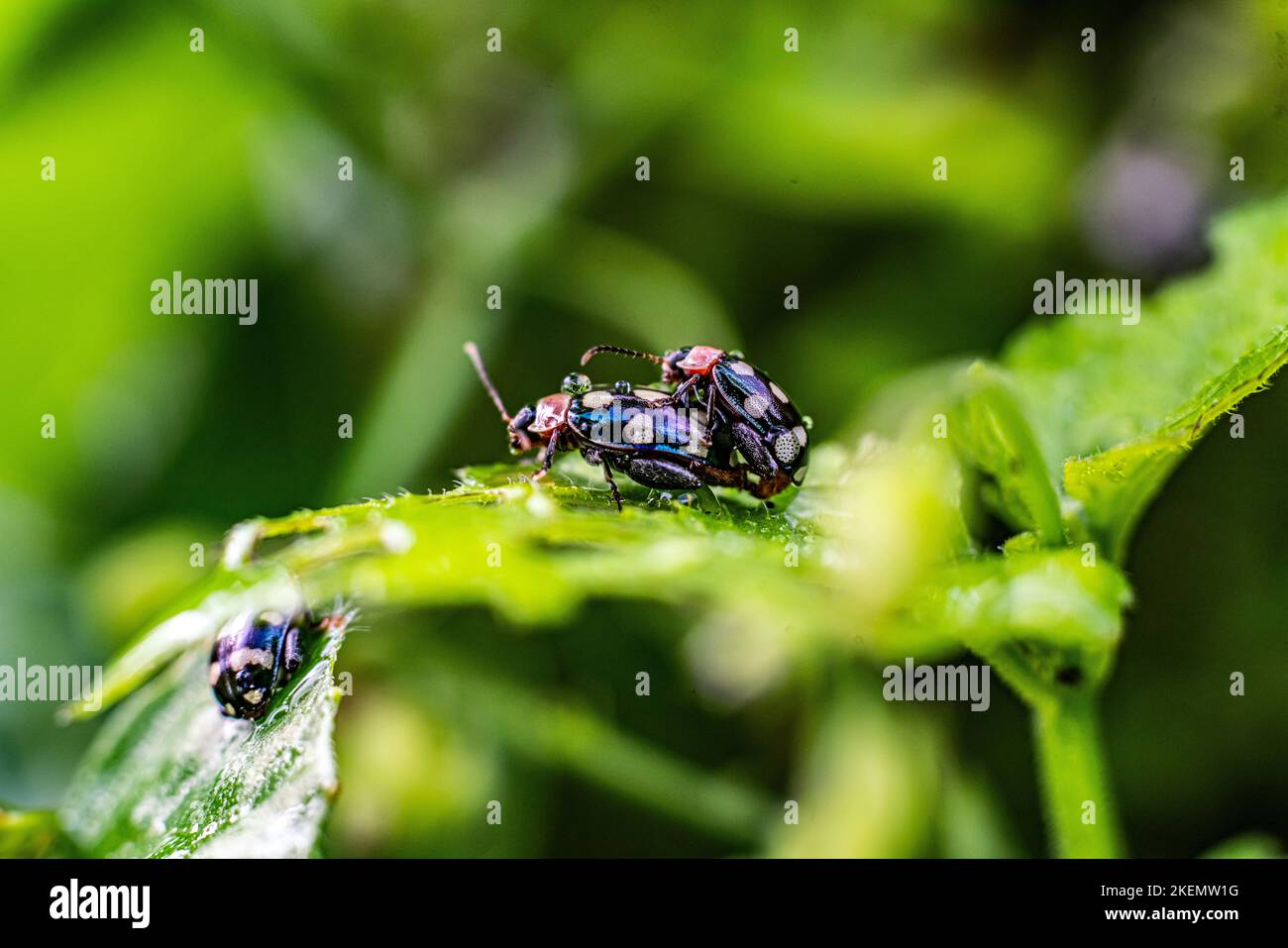 A selective focus shot of Black Ladybugs mating on leaf Stock Photo - Alamy