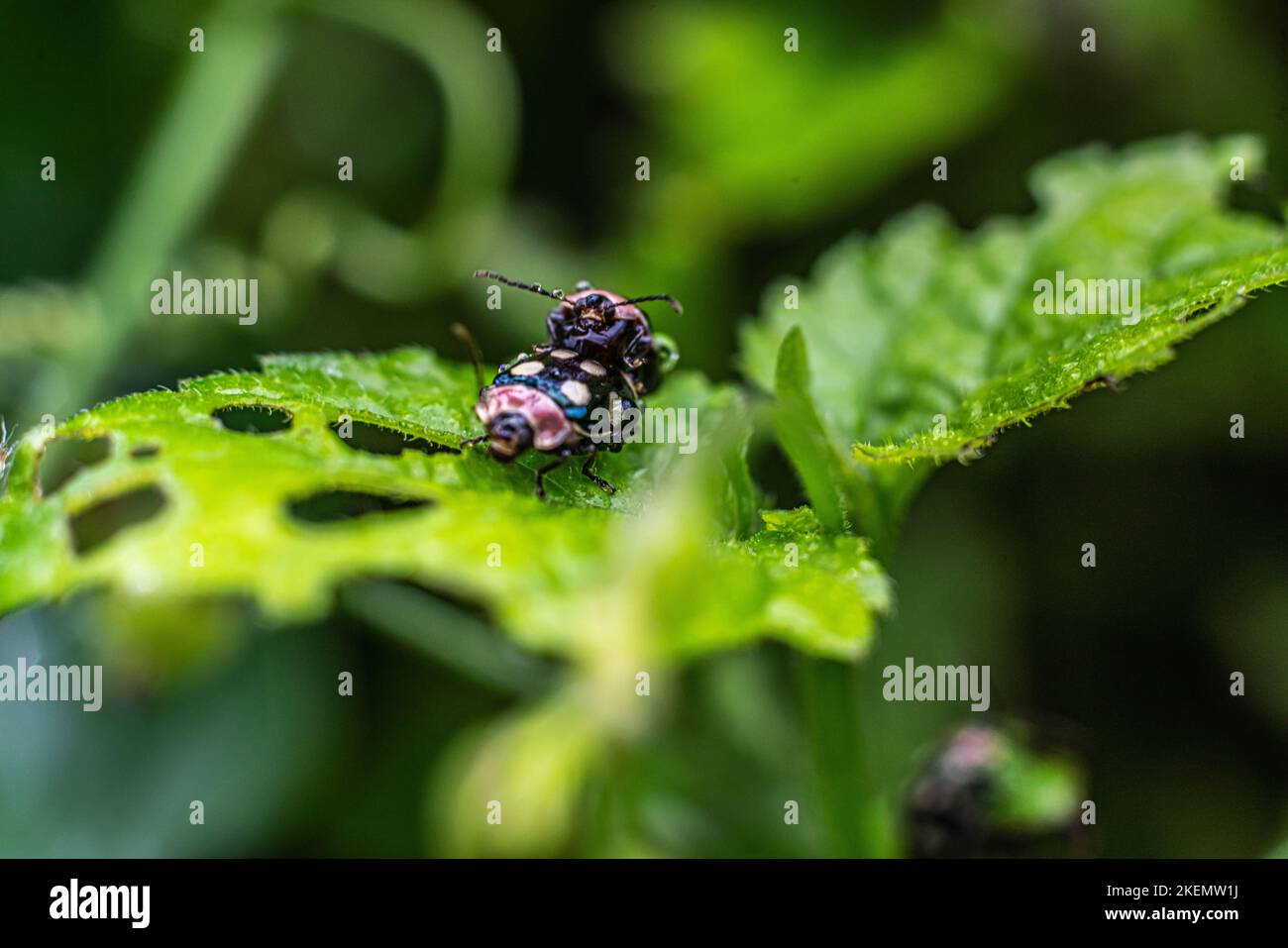 A selective focus shot of Black Ladybugs mating on leaf Stock Photo - Alamy