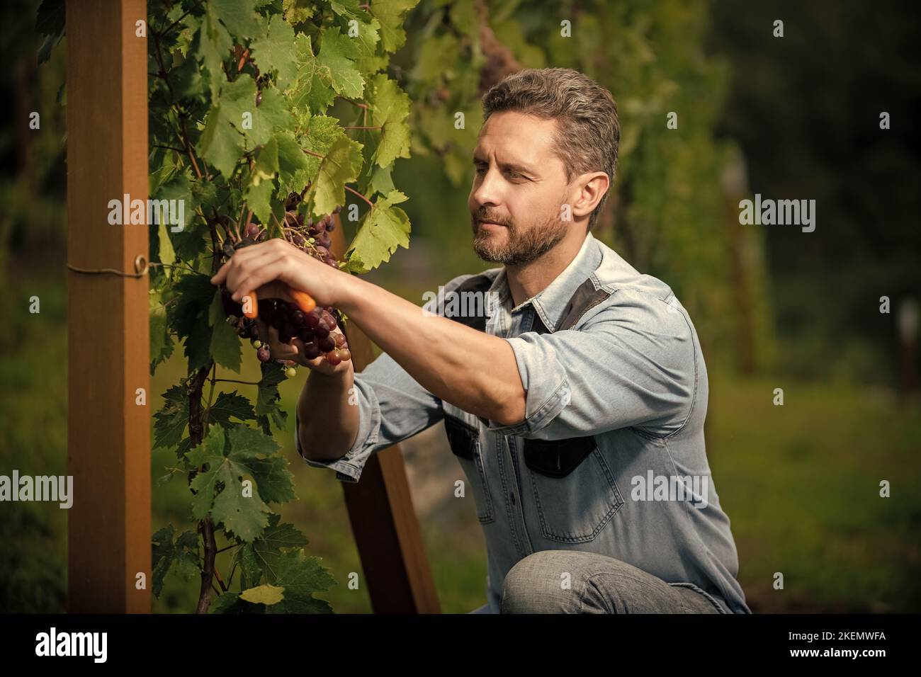 oenologist cut grapes with gardening scissors, farming Stock Photo - Alamy
