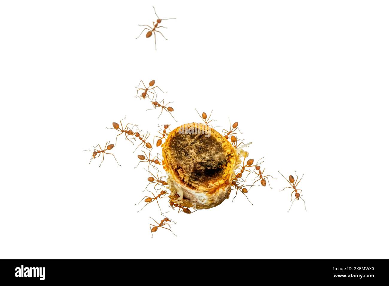 A group of red ants eating pork bone.isolated on white background Stock ...
